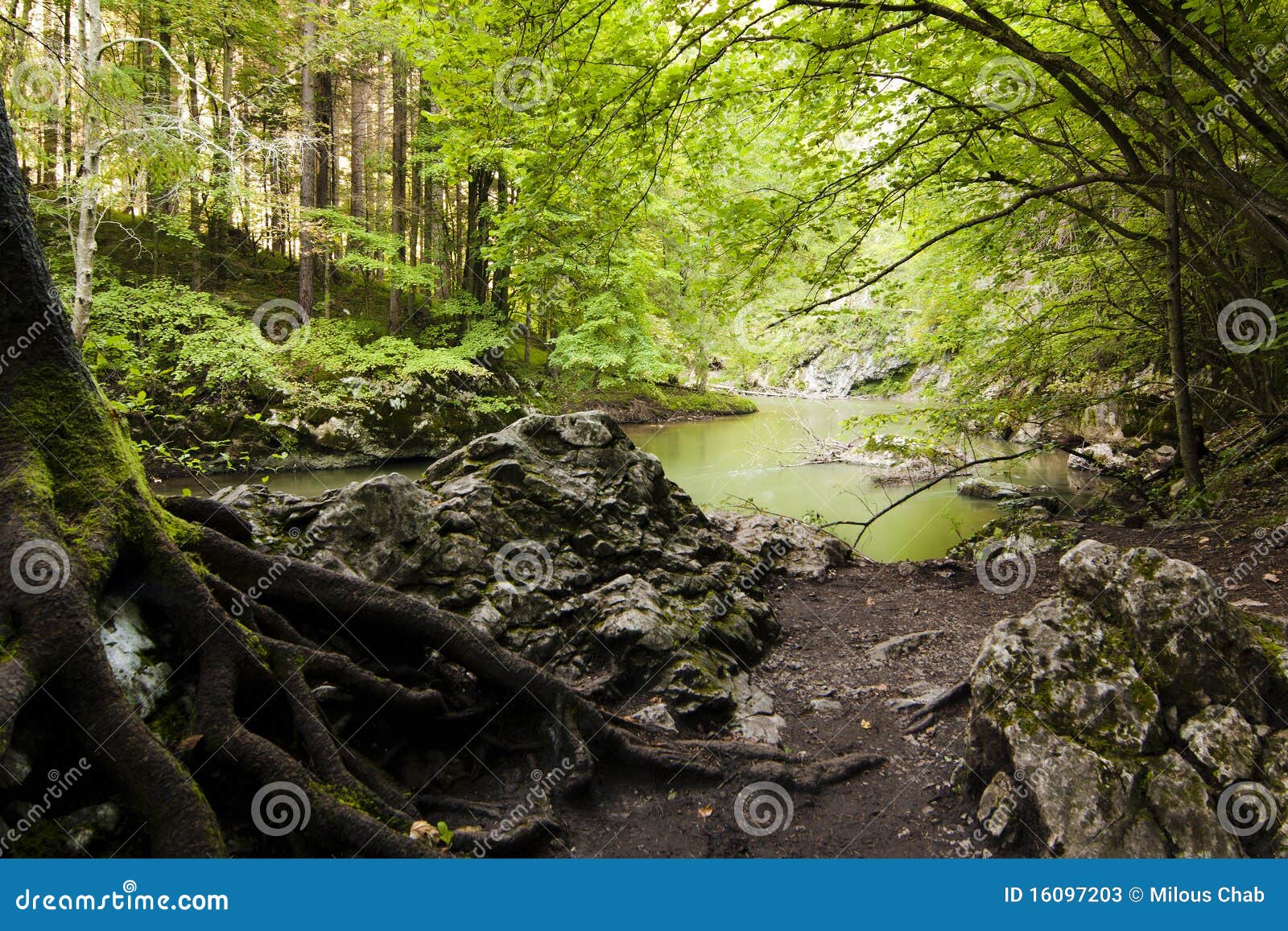 River with Rocks in Forest. Stock Image - Image of plant, scenic: 16097203