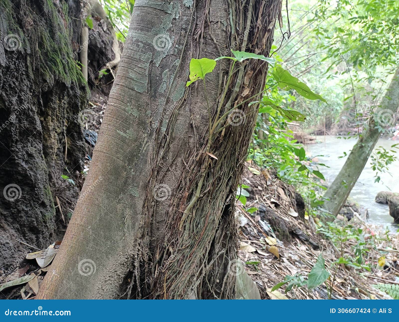 The River and Rocks Look Like the Water is Rising so the Water Looks a ...