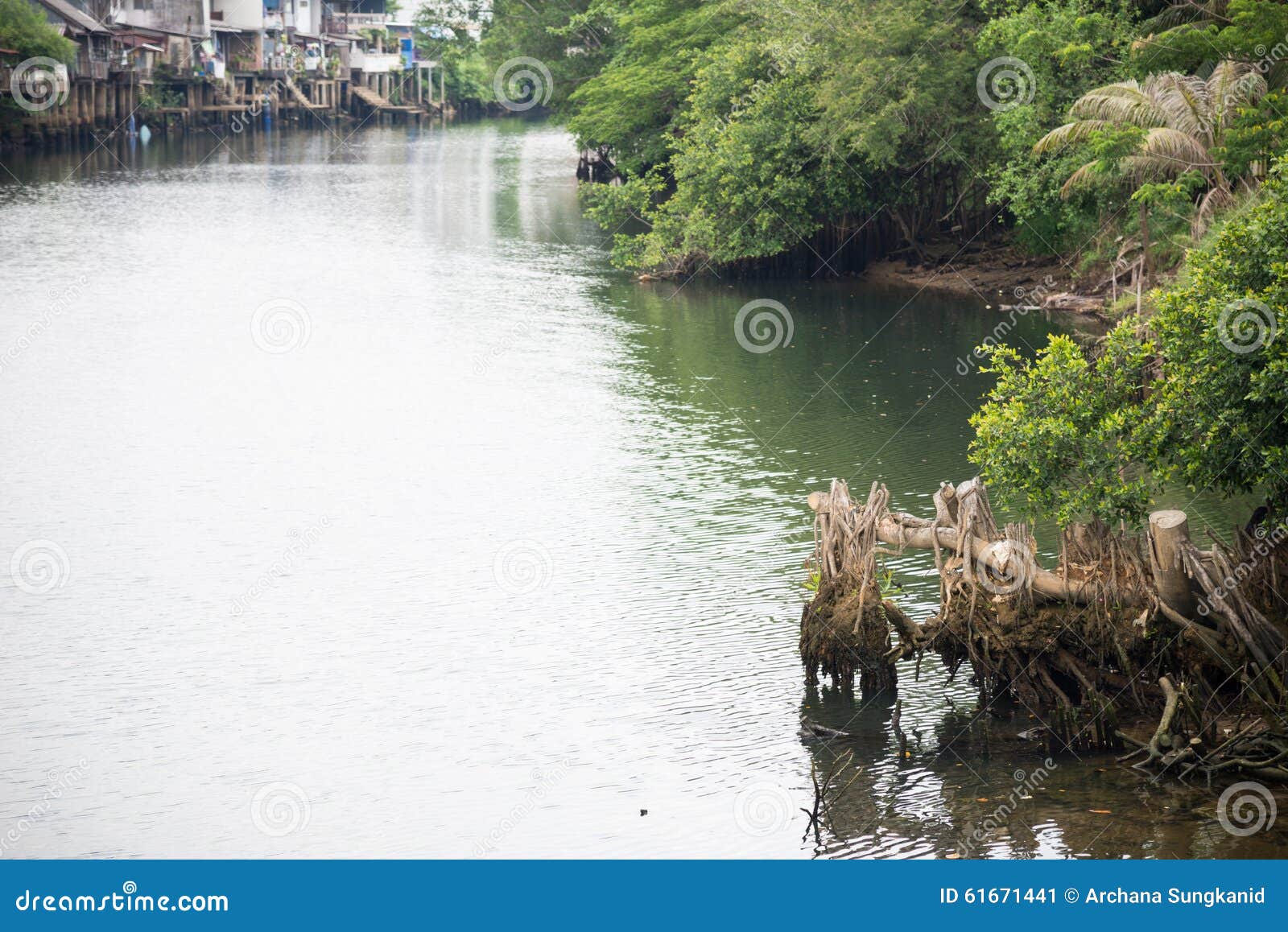 River with Root stock image. Image of scenic, thailand - 61671441