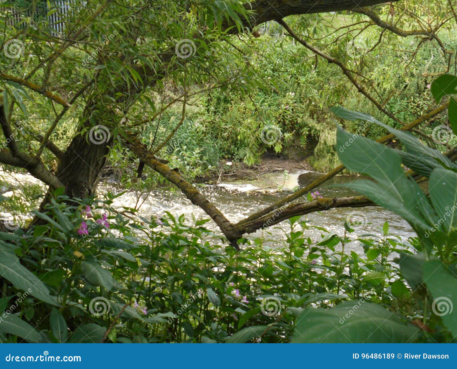 River Rother Treeton through Trees Stock Image - Image of rotherham ...