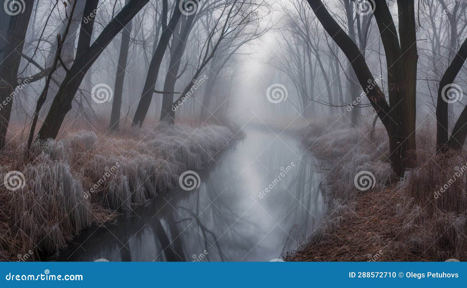 A River Running through a Foggy Forest Filled with Trees Stock Photo ...
