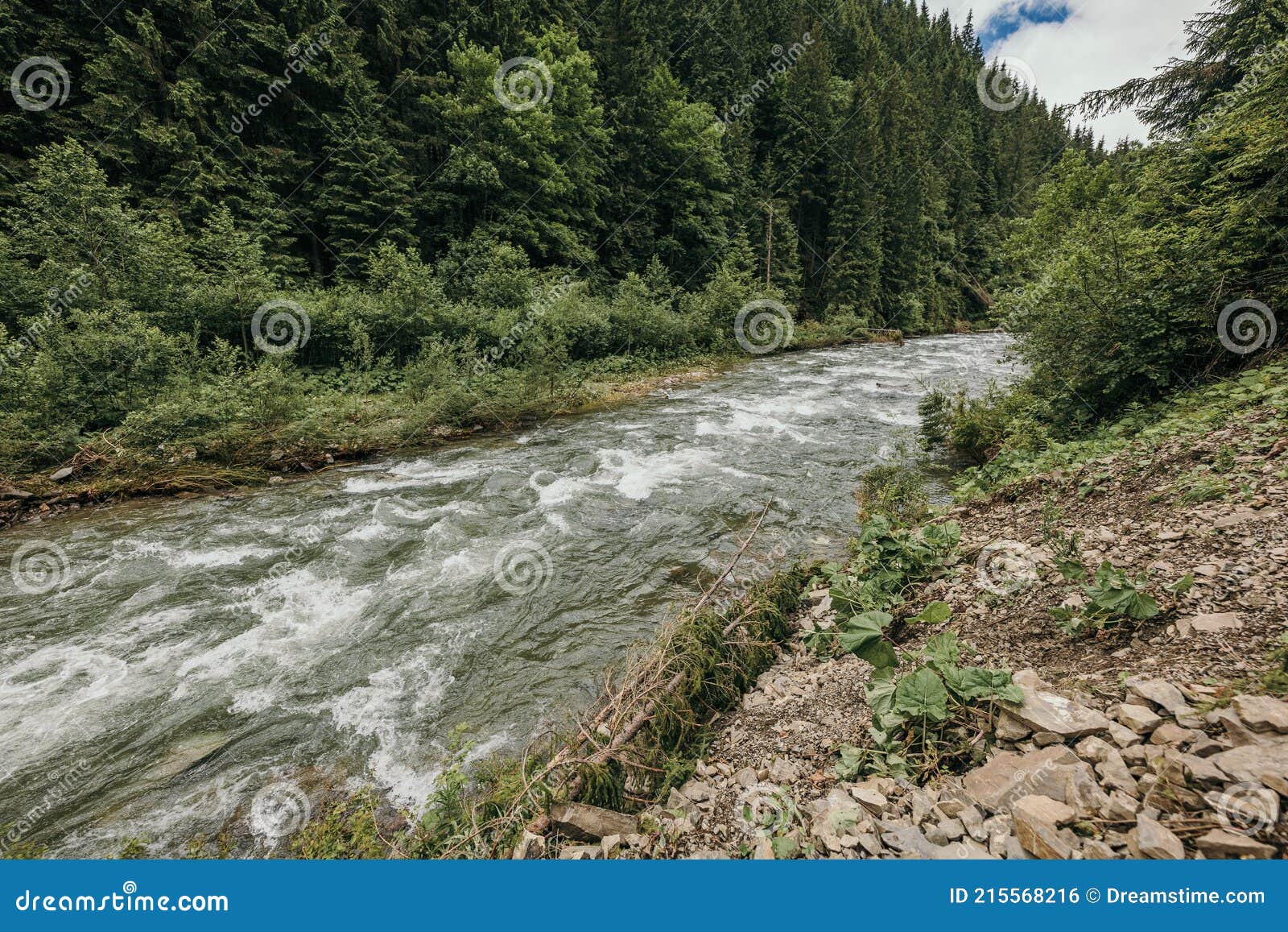 A River Running through a Forest Stock Photo - Image of house, riding ...