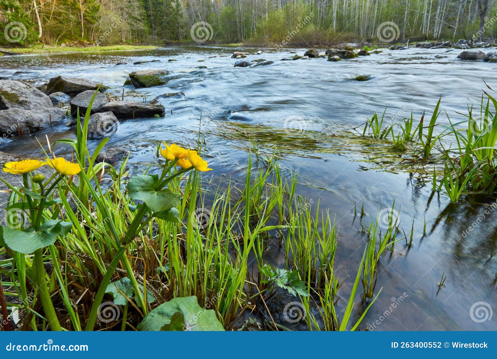 River Running through the Forest Stock Photo - Image of rocks, green ...