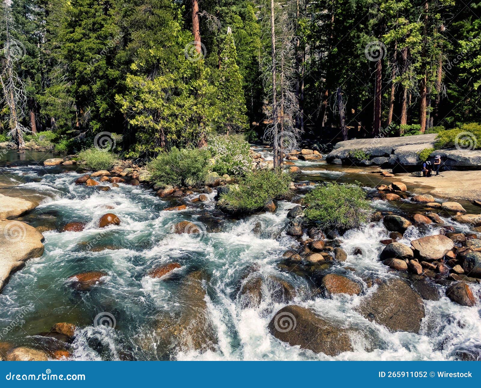 River Running through a Forest with Rocks and Trees Stock Photo - Image ...