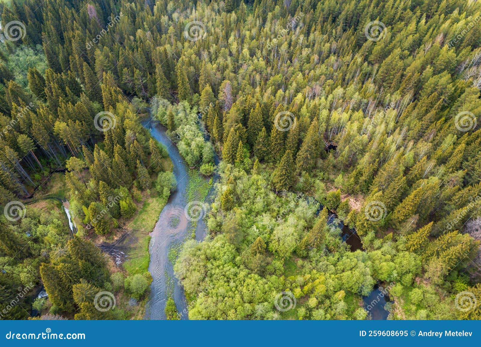 A River Running among the Forest and Trees Stock Image - Image of ...