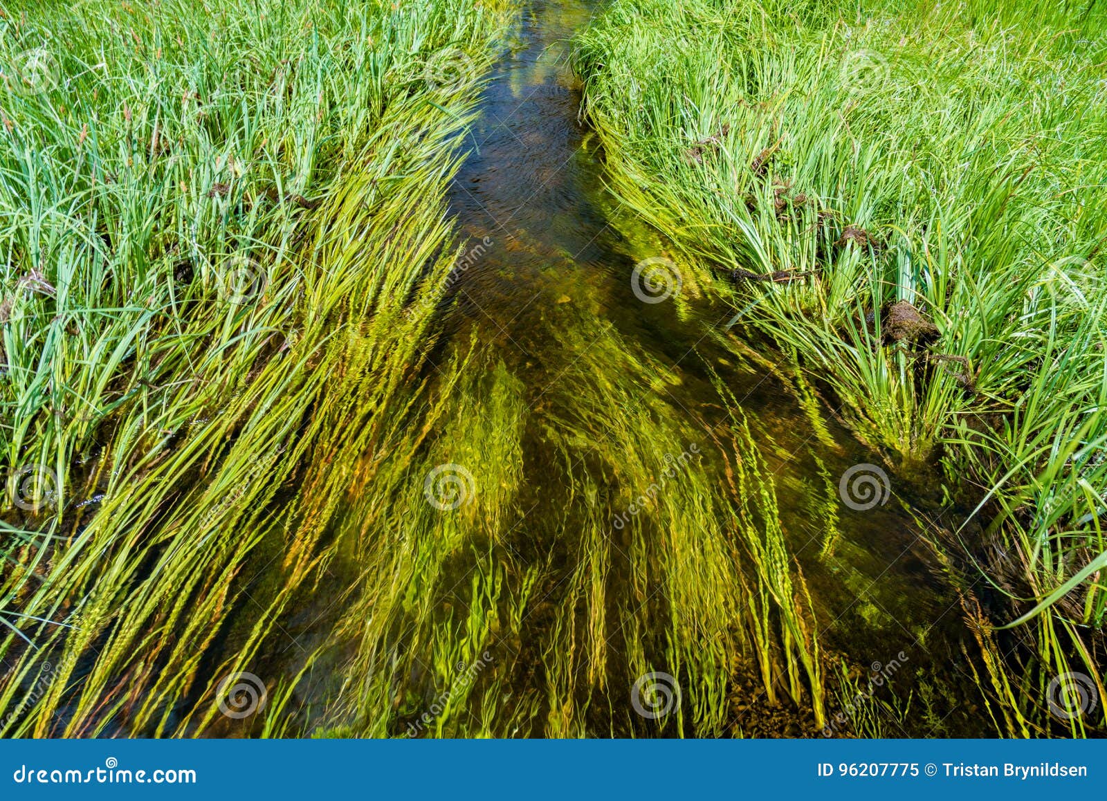 River Running through Reeds Stock Image - Image of summer, lake: 96207775