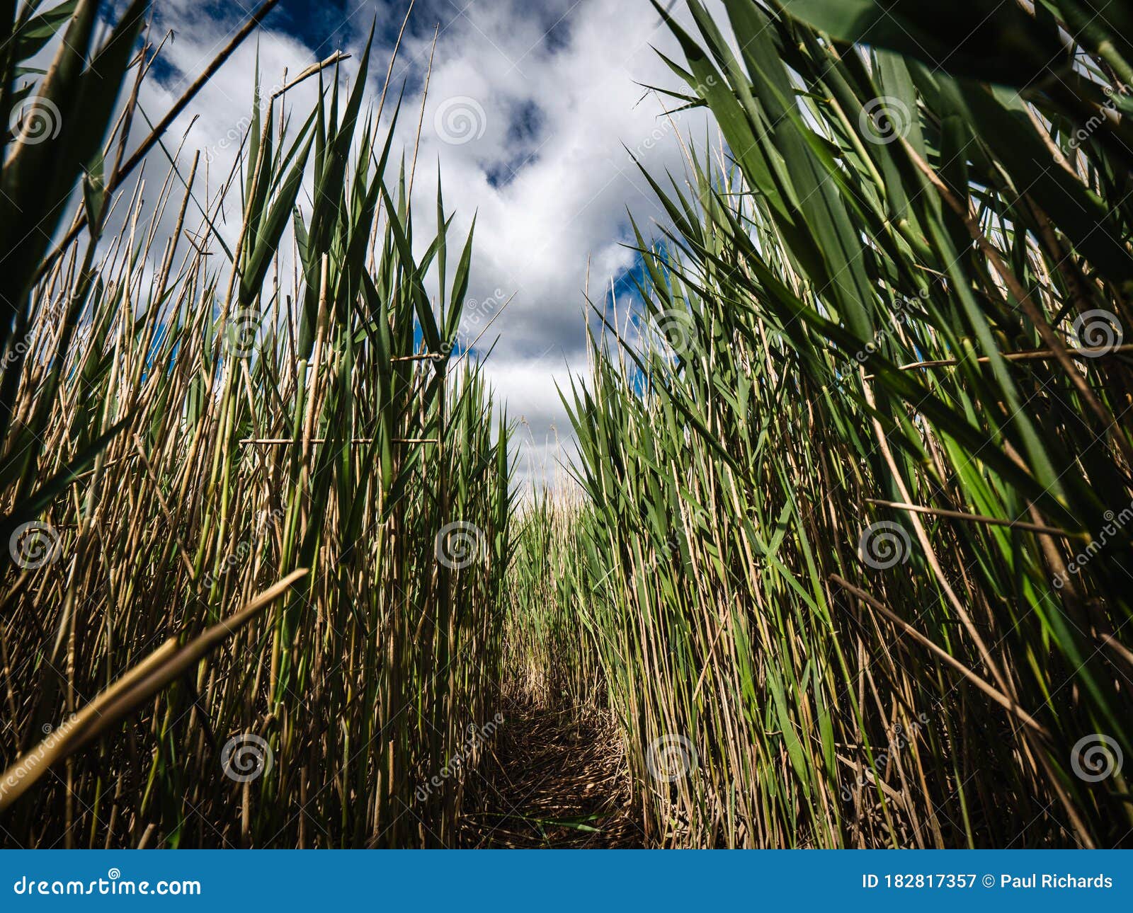 River Rushes Towering Above in the UK Stock Image - Image of plant ...