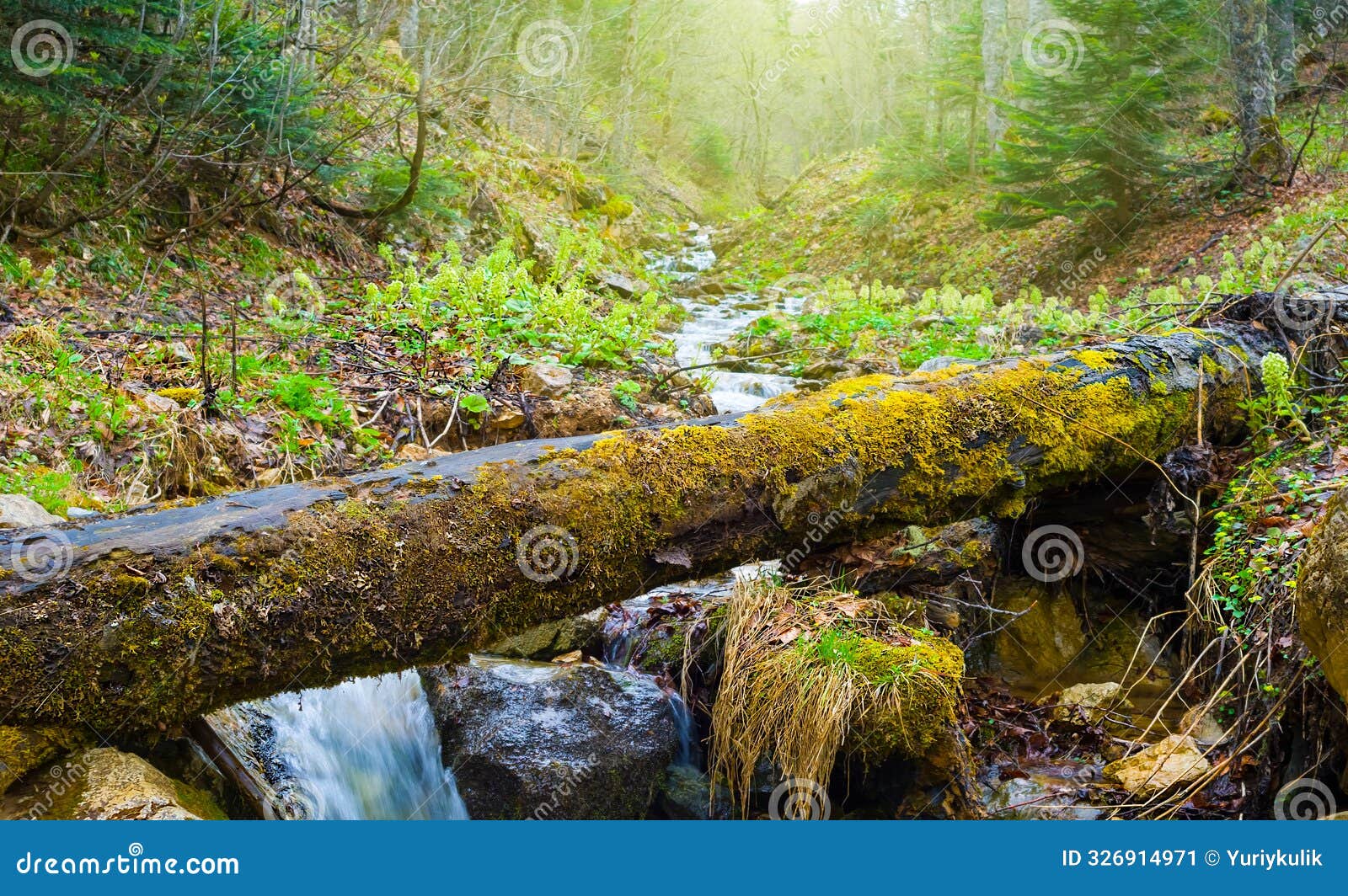 River Rushing through Mountain Forest Stock Image - Image of flow ...