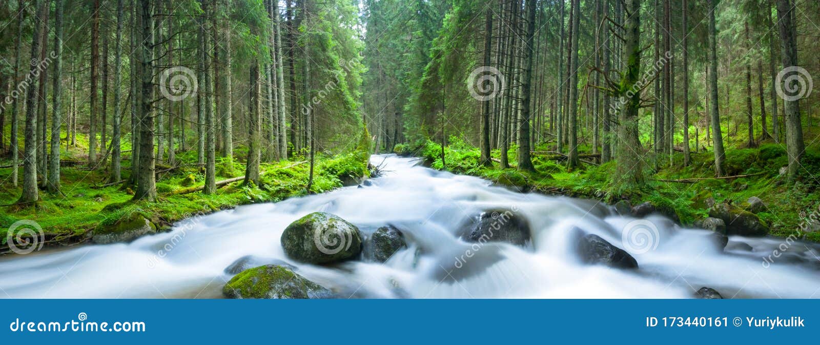River Rushing through Pine Forest Stock Image - Image of green ...