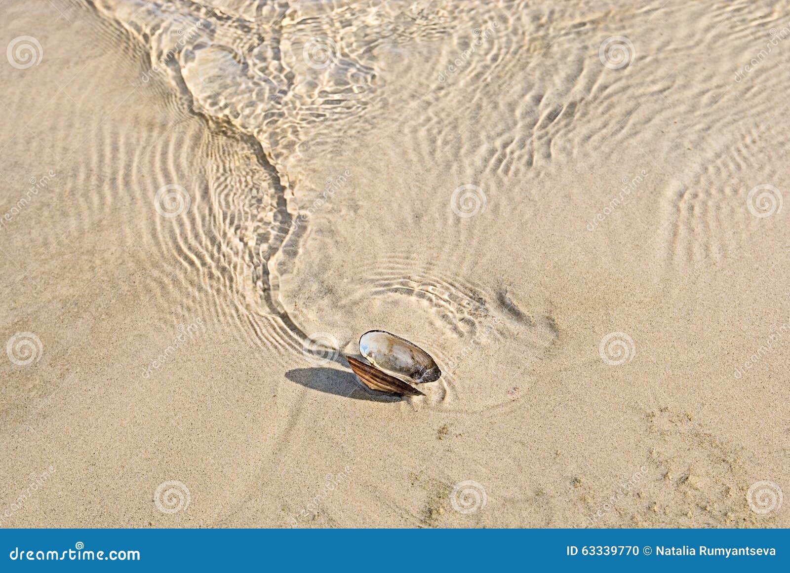 River sand and shell stock photo. Image of seashell, view - 63339770