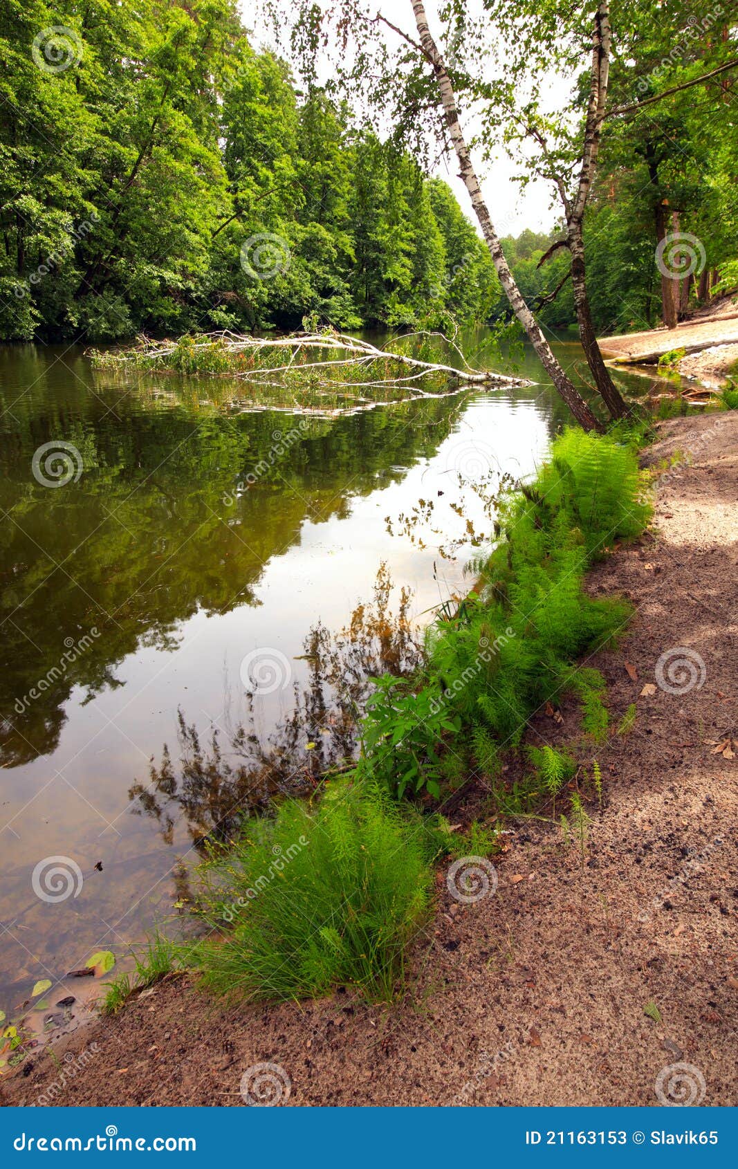 River with Sandy Coast and a Green Grass Stock Image - Image of coast ...