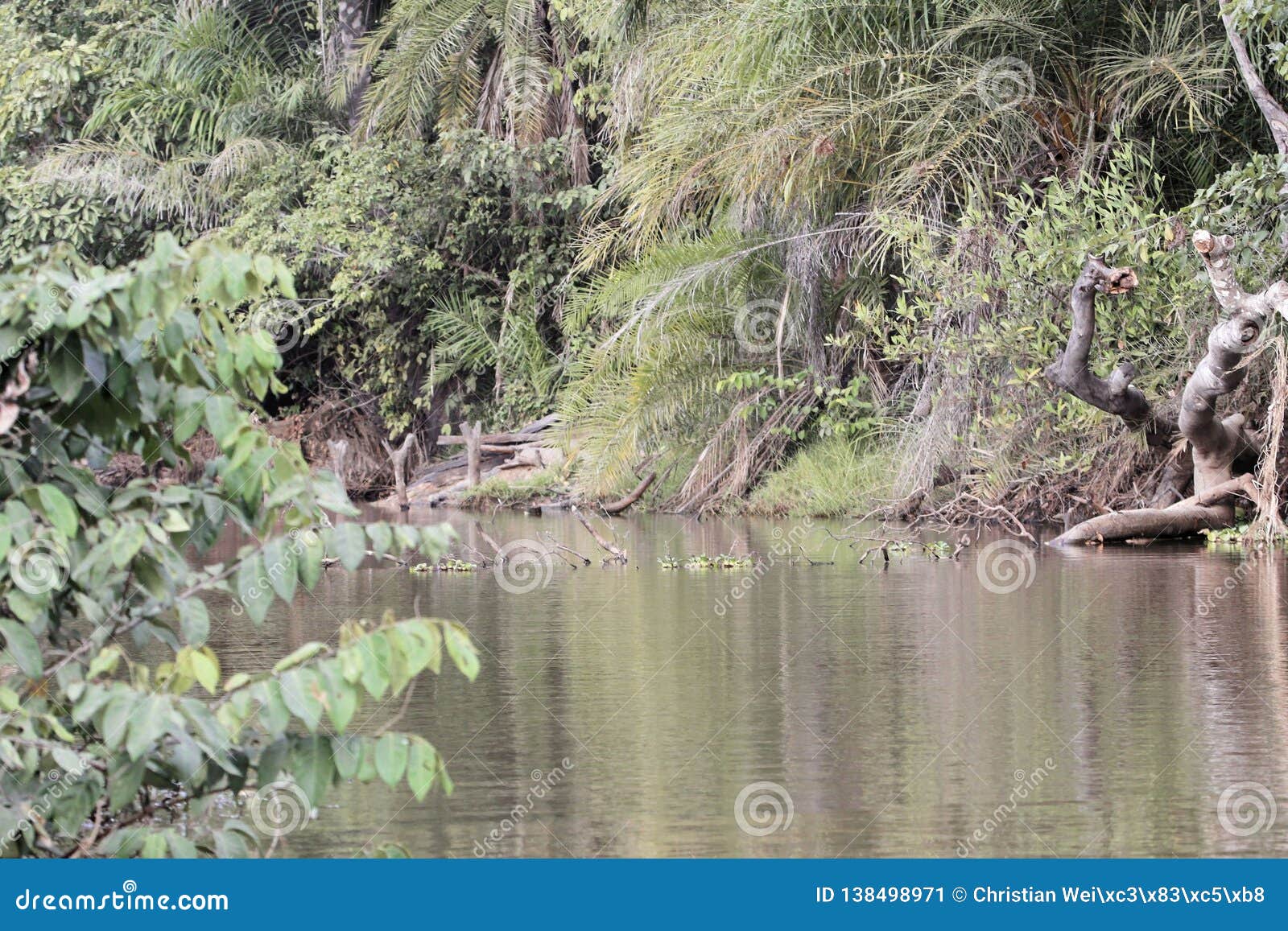 River scene in the Gambia stock image. Image of landscape - 138498971