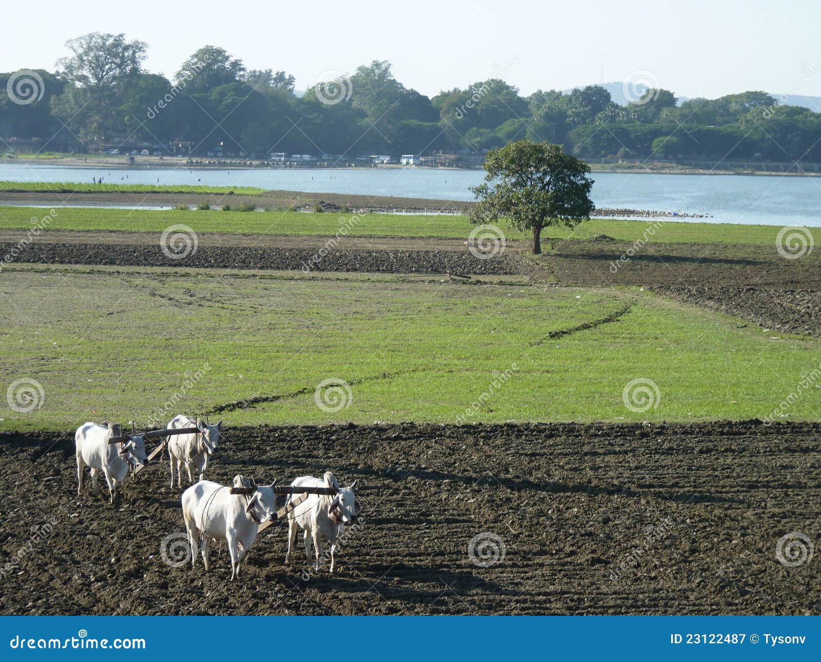 River Scene in Myanmar (Burma) at Sunset Stock Image - Image of ...