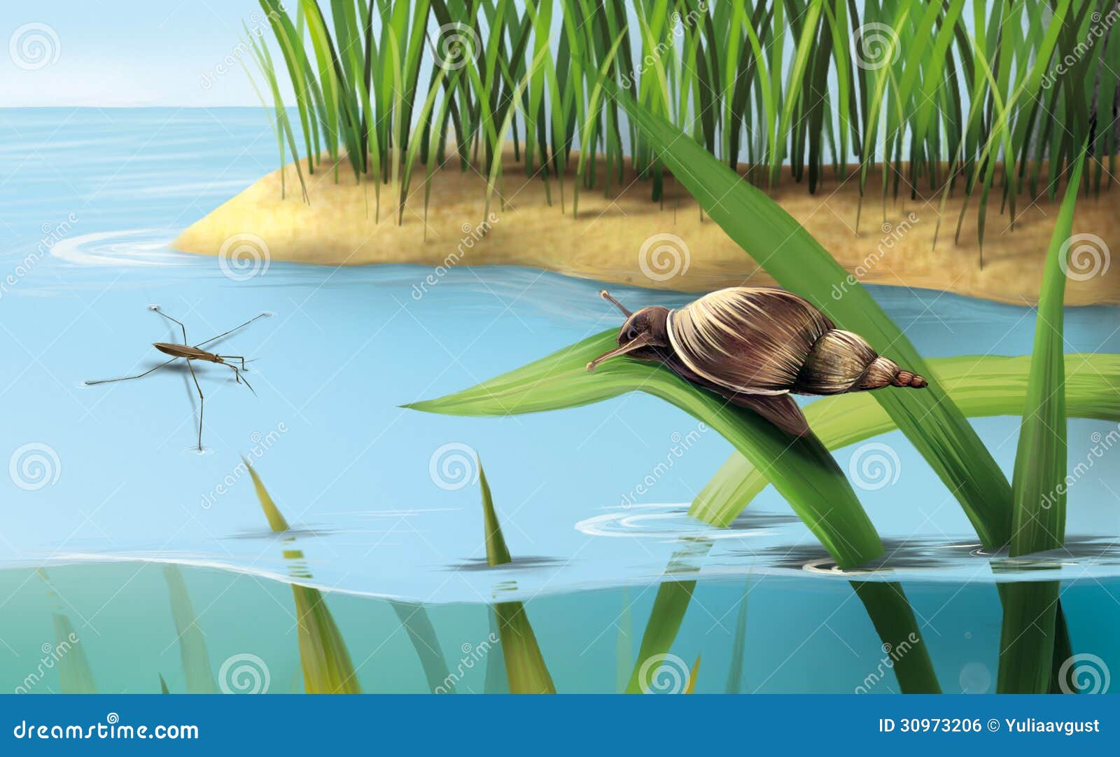 Water Bug, Snail, Dragonfly, Larvae, Gudgeon Fish Royalty-Free Cartoon ...