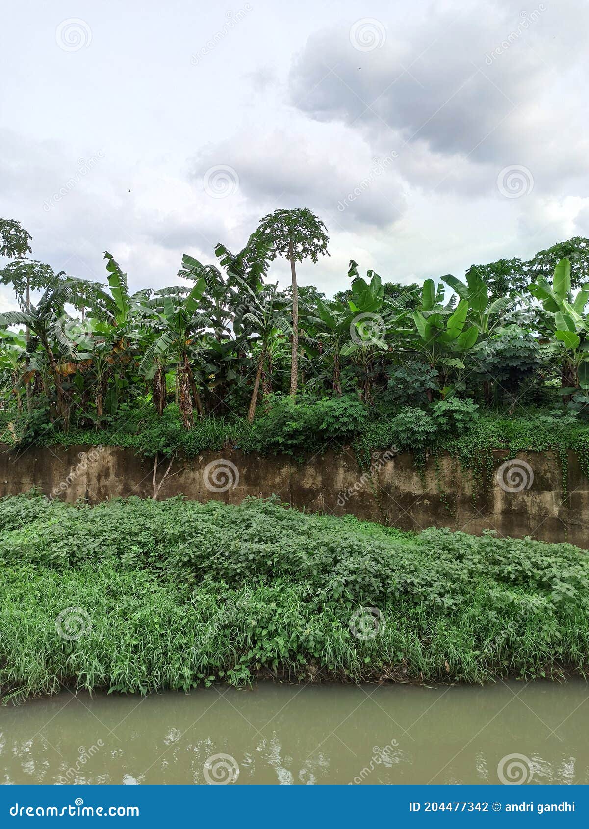 A river sedimentation stock photo. Image of field, soil - 204477342