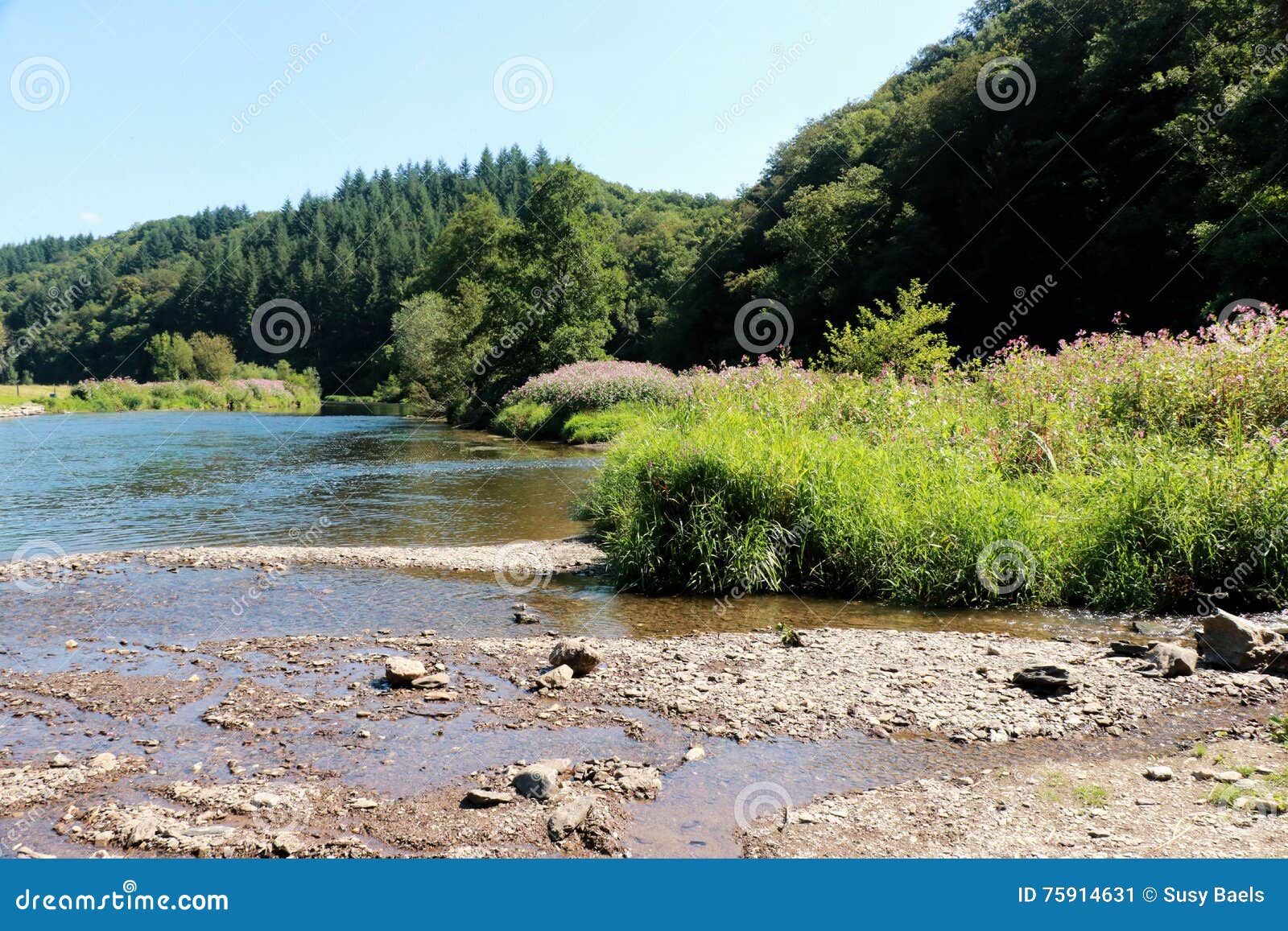 The River Semois, Belgian Ardennes Stock Image - Image of riverside ...