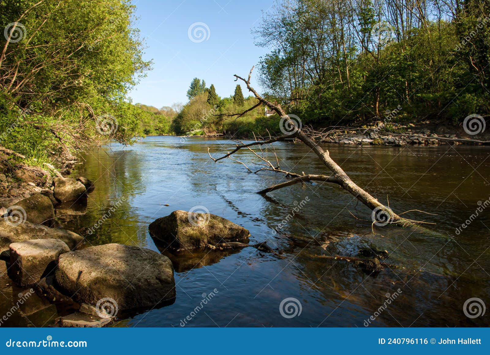 Branch leaving the river stock photo. Image of appearance - 240796116
