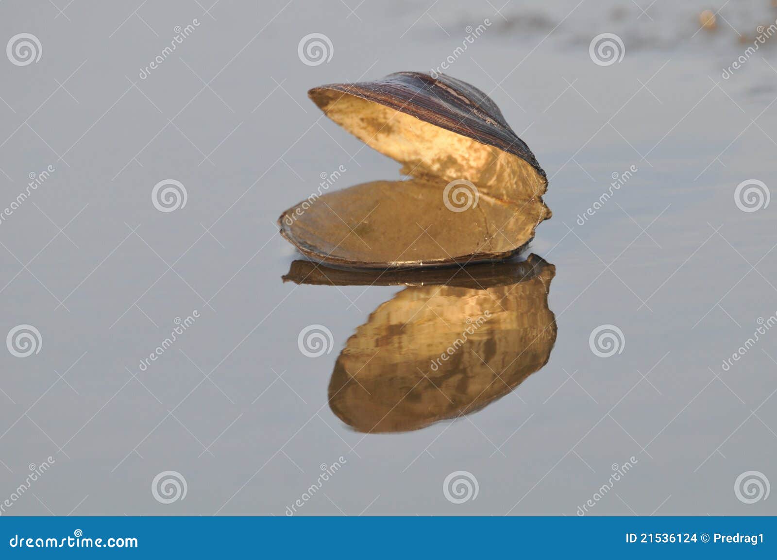 River shell stock photo. Image of food, shell, coast - 21536124