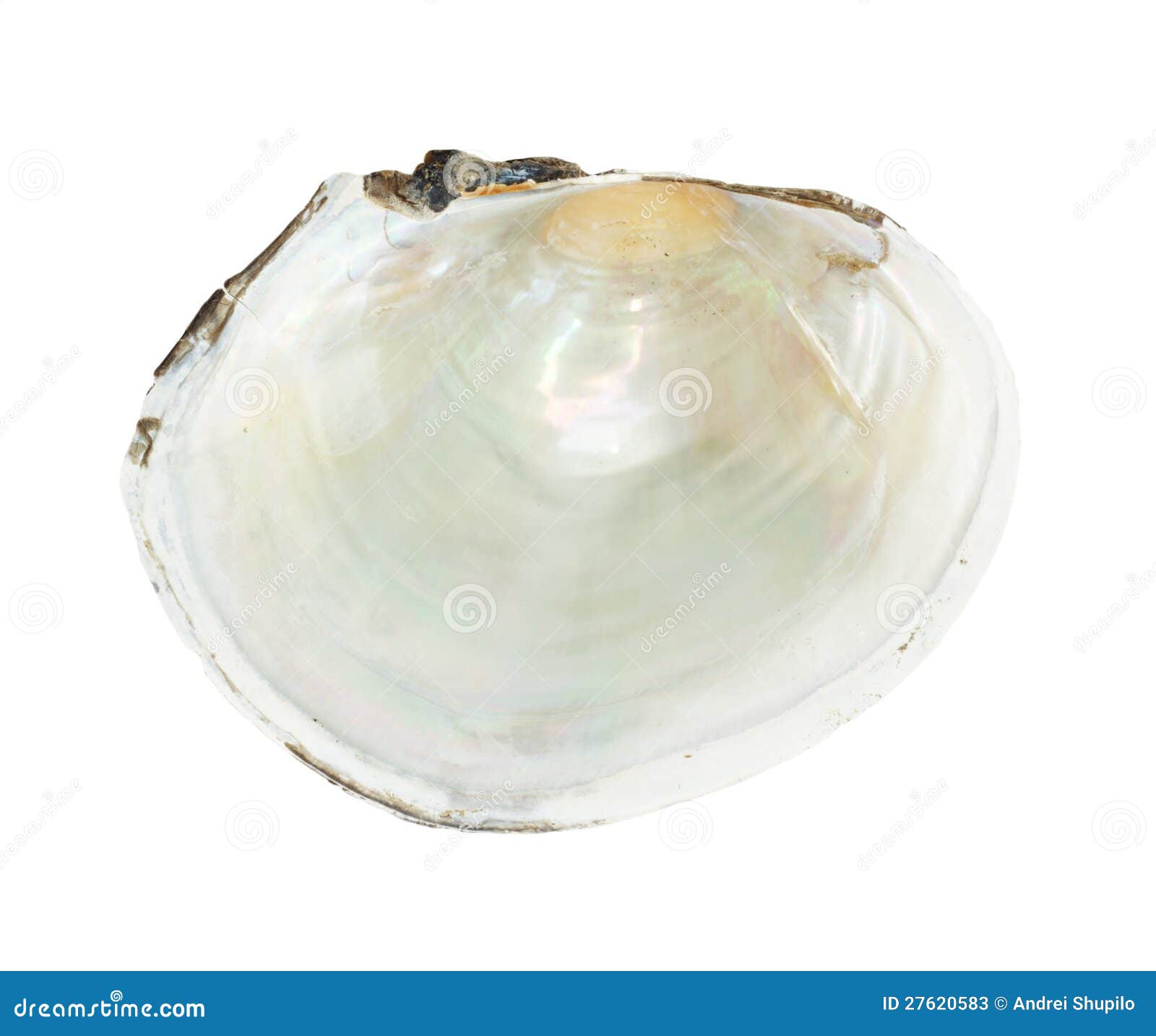 River Shell stock image. Image of beach, decorative, pattern - 27620583