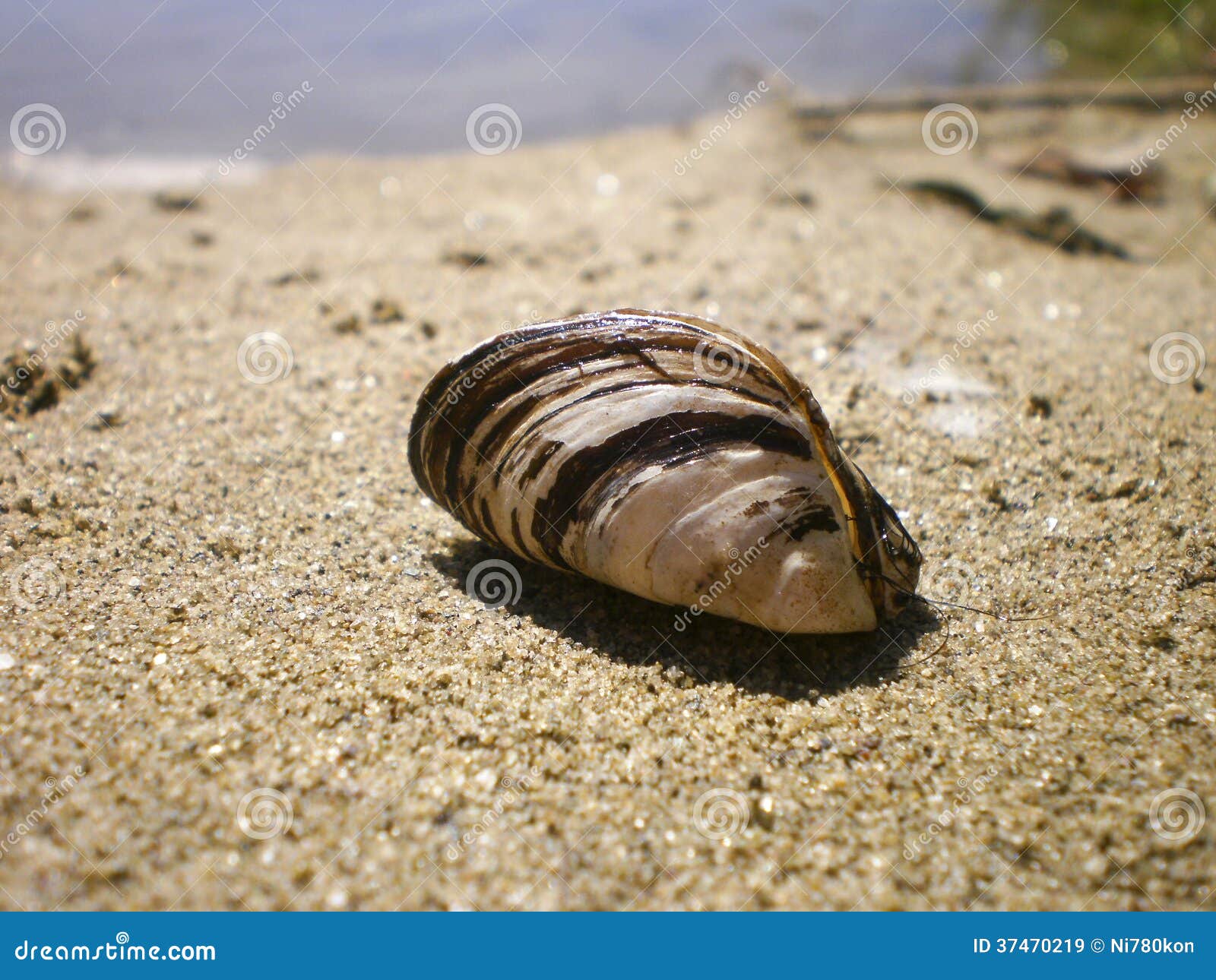 River shell stock image. Image of beauty, beautiful, collection - 37470219