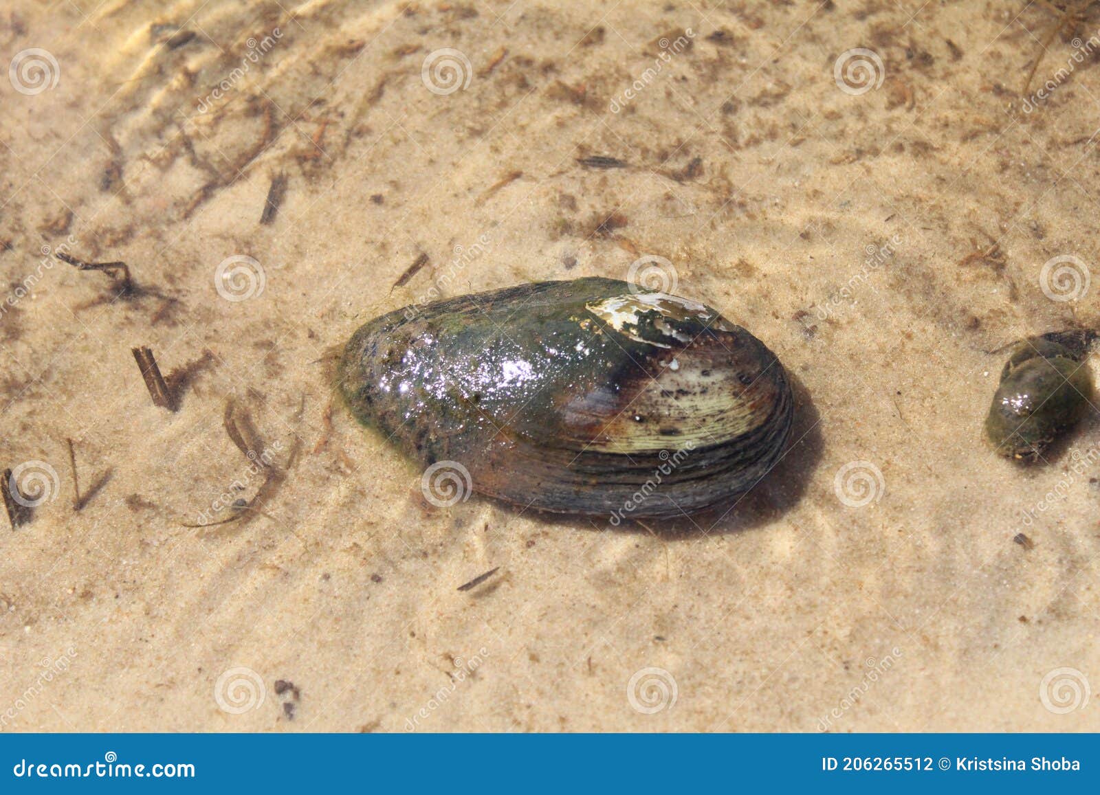 River Shell Shell in Water Close-up Stock Photo - Image of mollusk ...