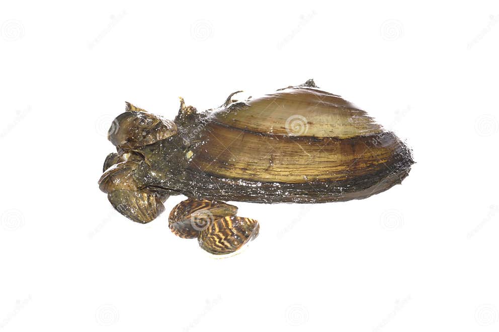 River Shell Isolated on White Background Stock Photo - Image of closeup ...