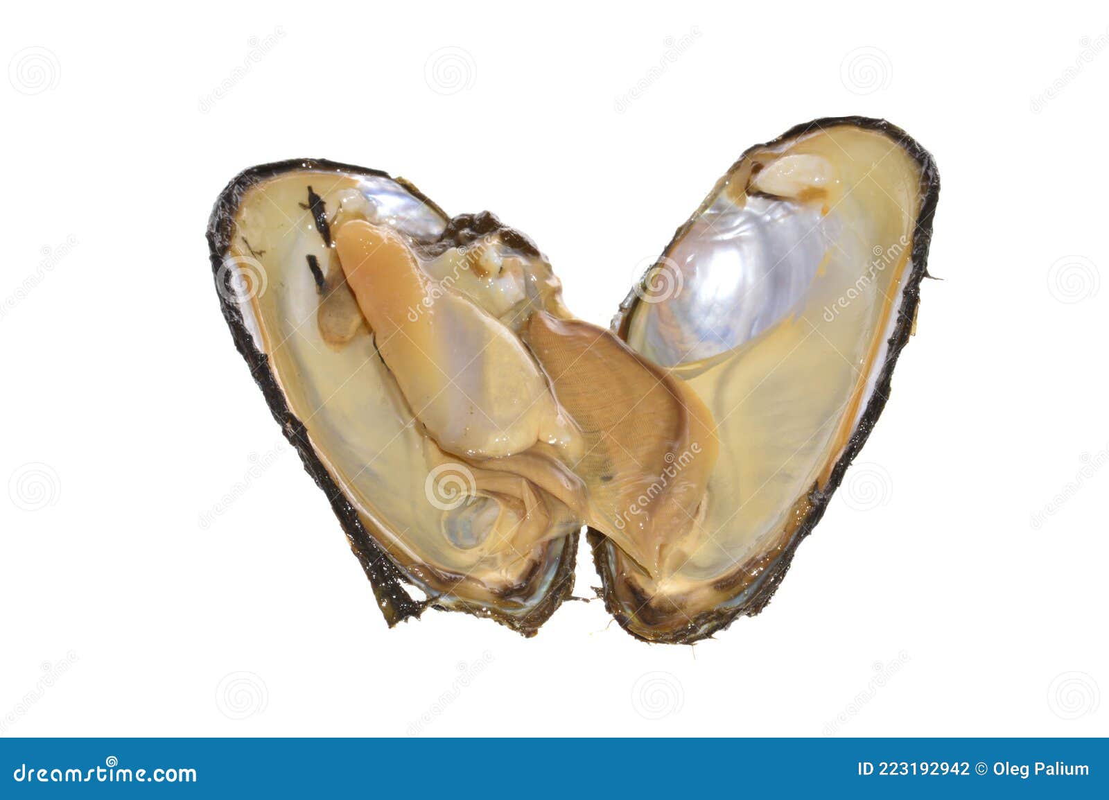 River Shell Isolated on White Background Stock Photo - Image of closeup ...