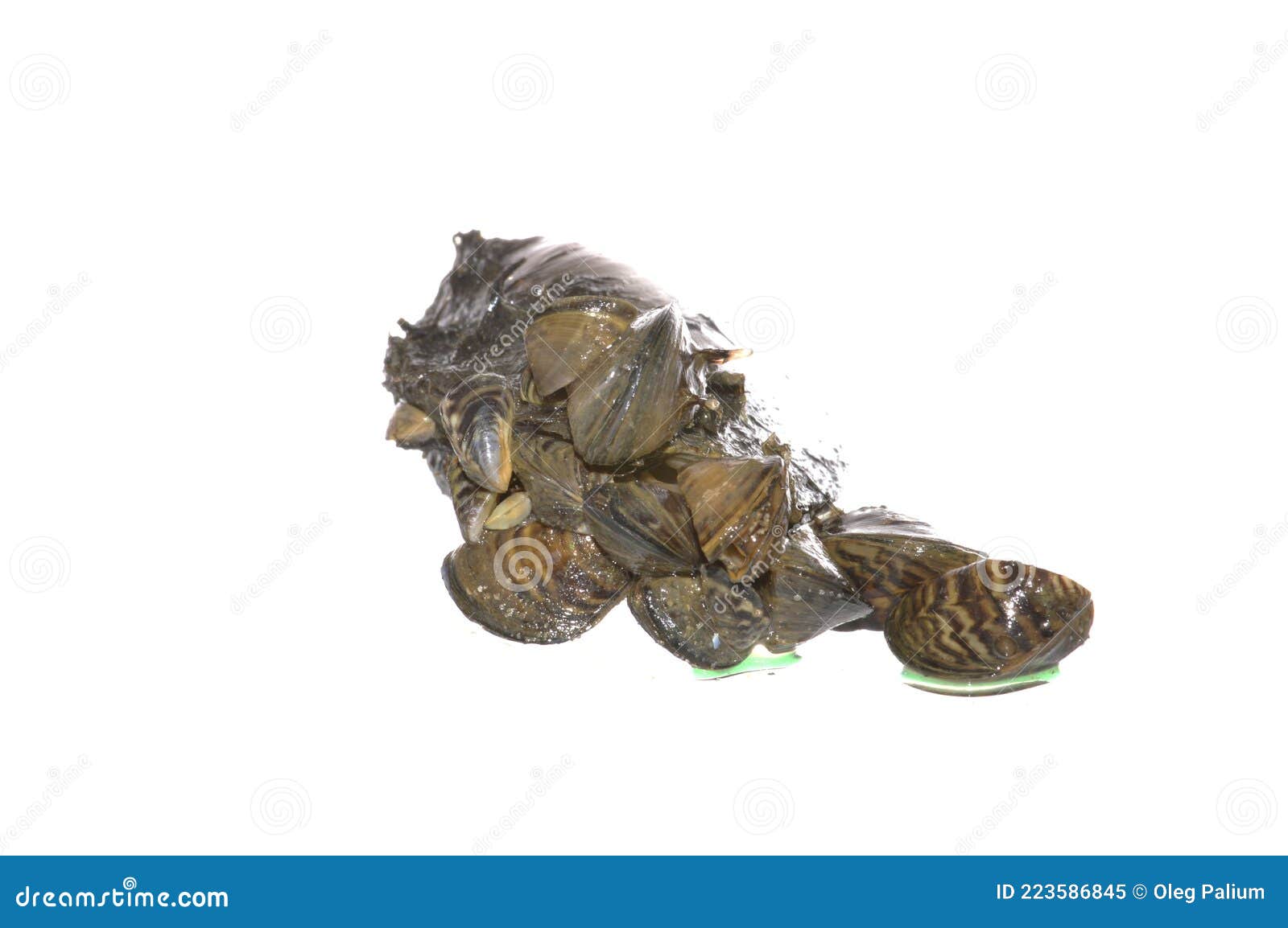 River Shell Isolated on White Background Stock Image - Image of beach ...