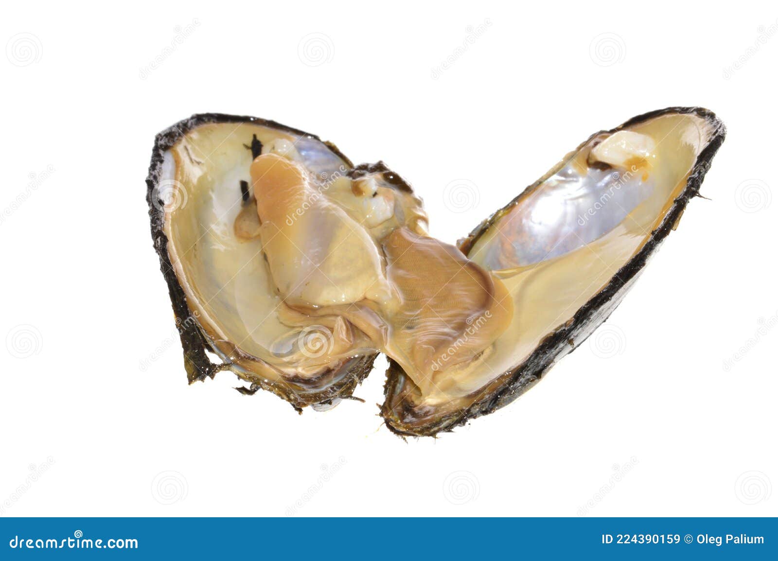 River Shell Isolated on White Background Stock Image - Image of food ...