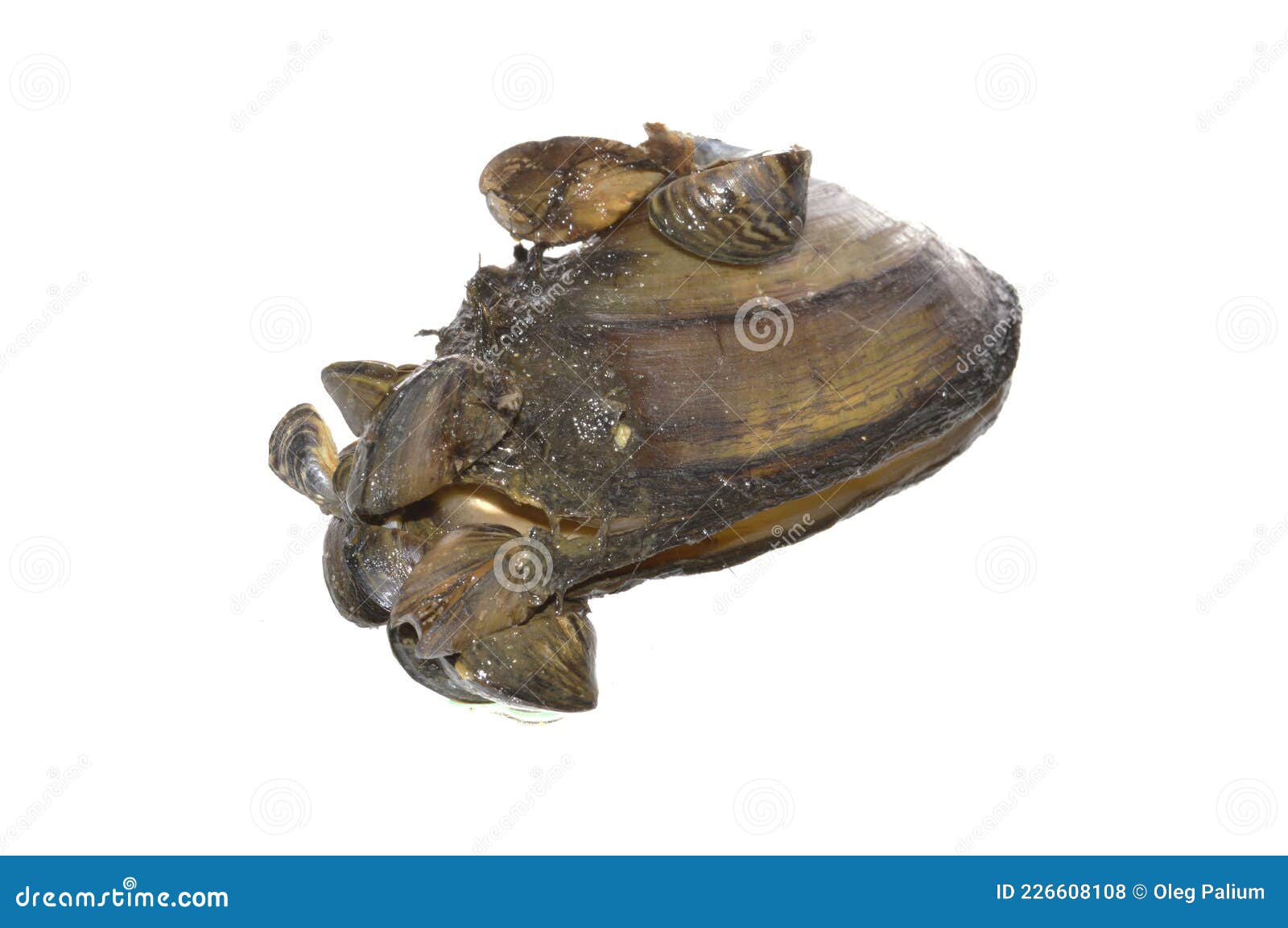 River Shell Isolated on White Background Stock Photo - Image of fish ...