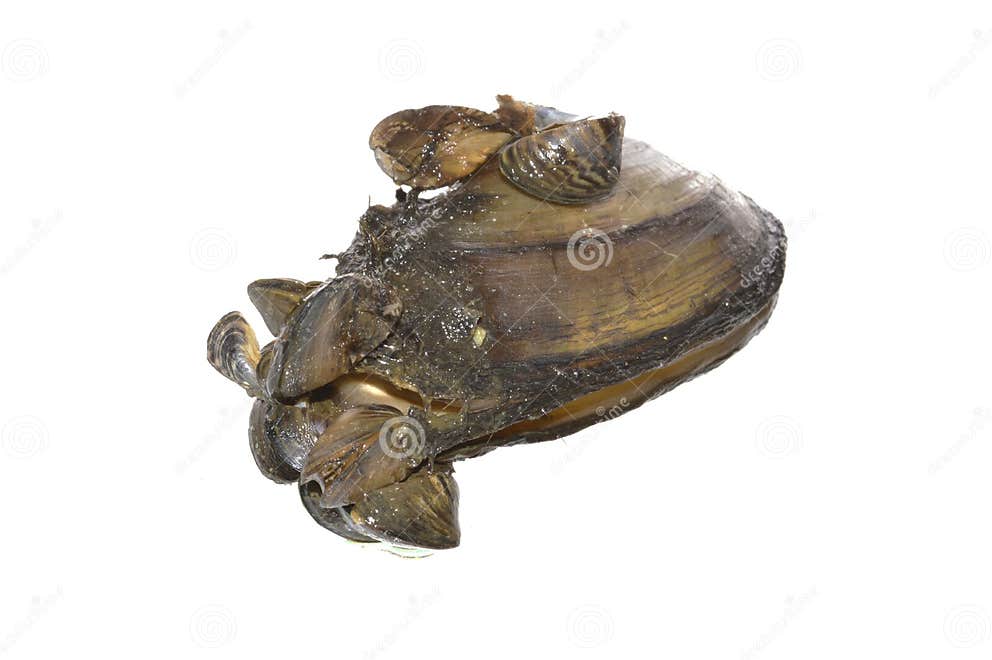 River Shell Isolated on White Background Stock Photo - Image of fish ...