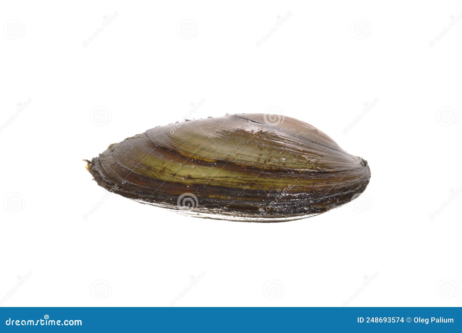 River Shell Isolated on White Background Stock Photo - Image of mollusc ...
