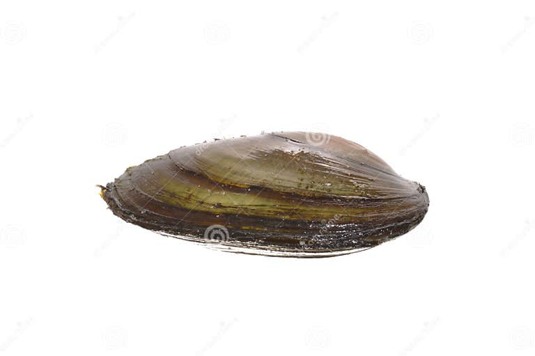 River Shell Isolated on White Background Stock Photo - Image of mollusc ...