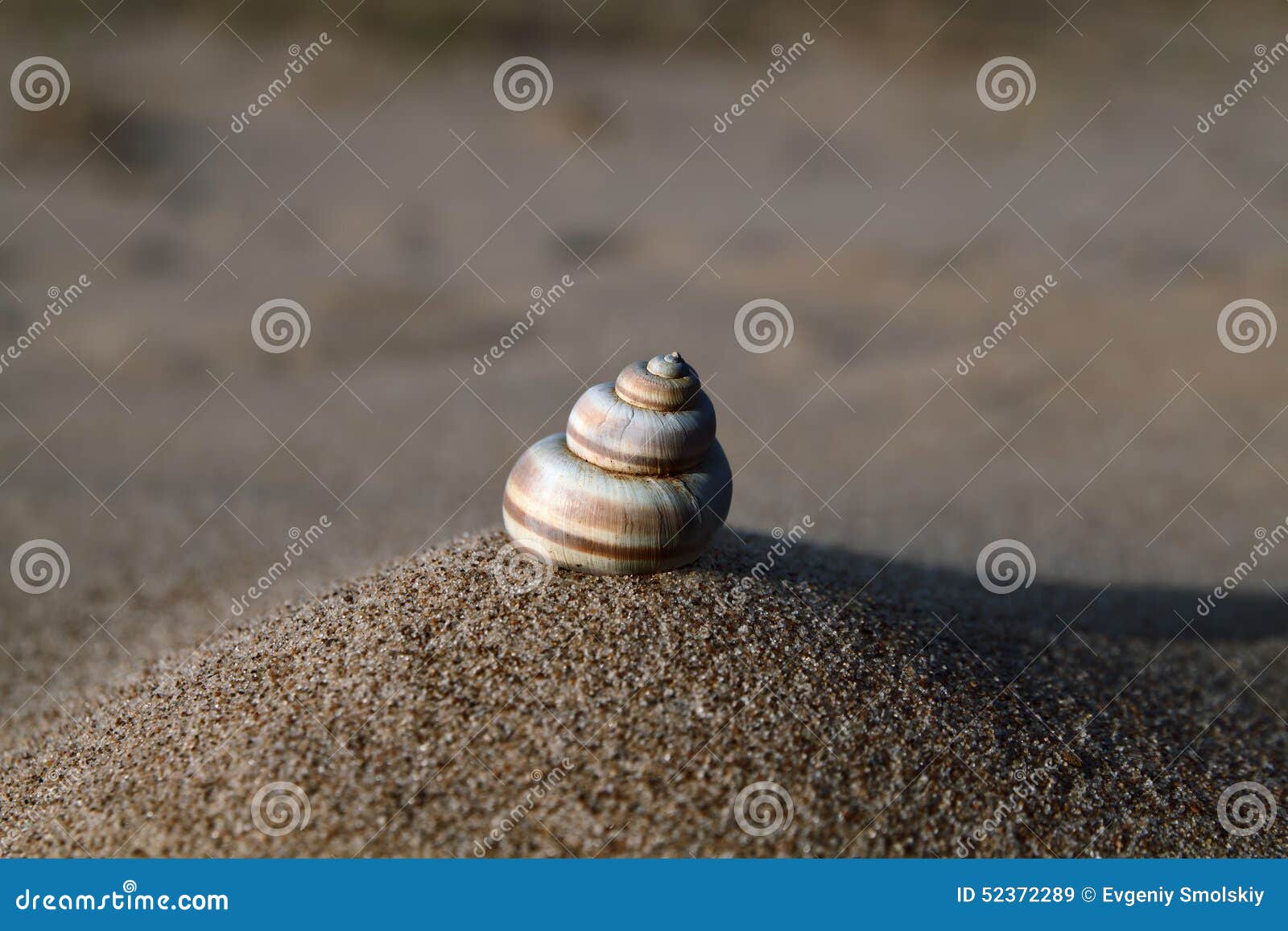 River shell stock image. Image of sand, sandy, blur, background - 52372289