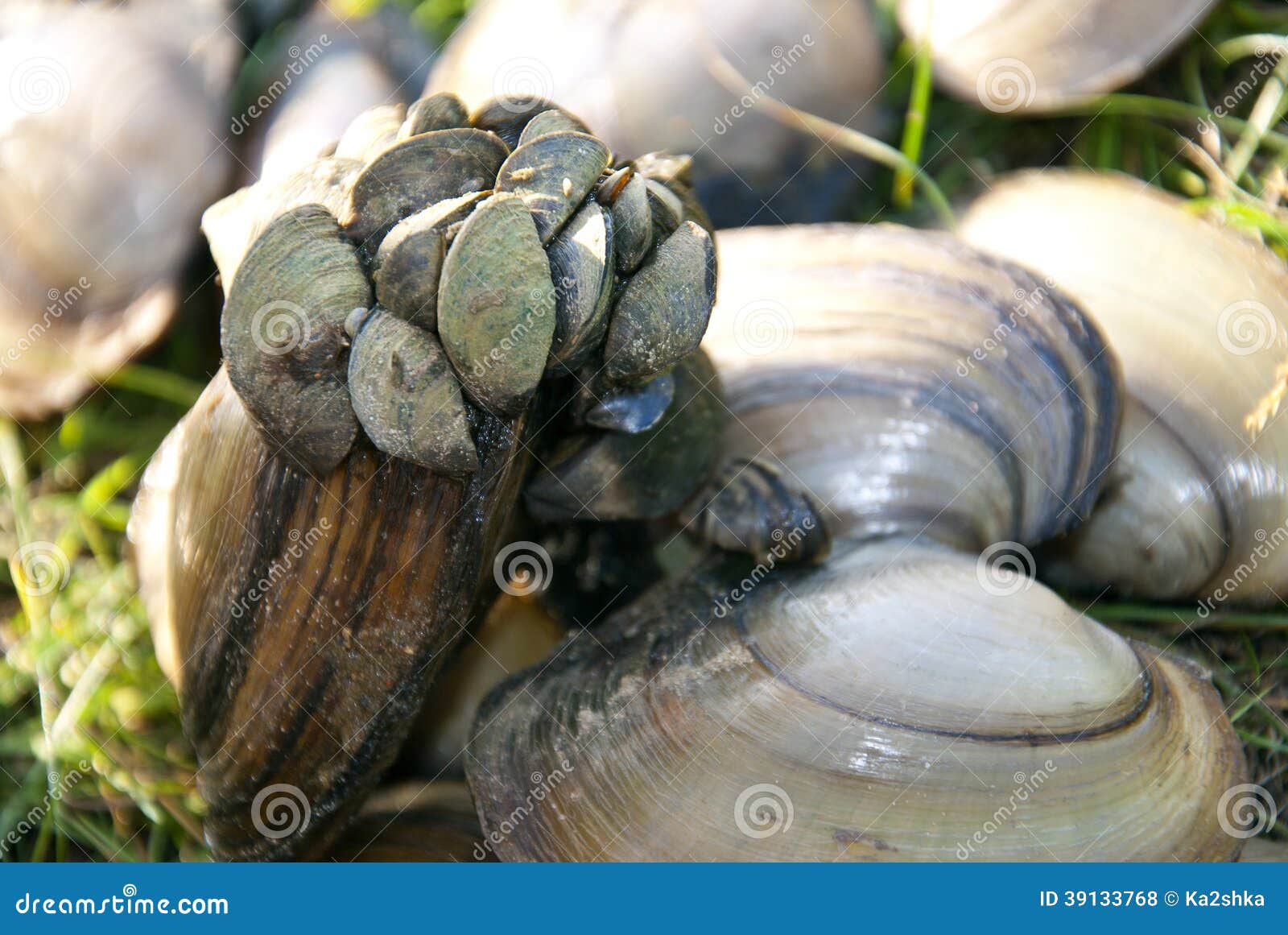River Shell In The Sand. Sandy Background. Royalty-Free Stock Image ...