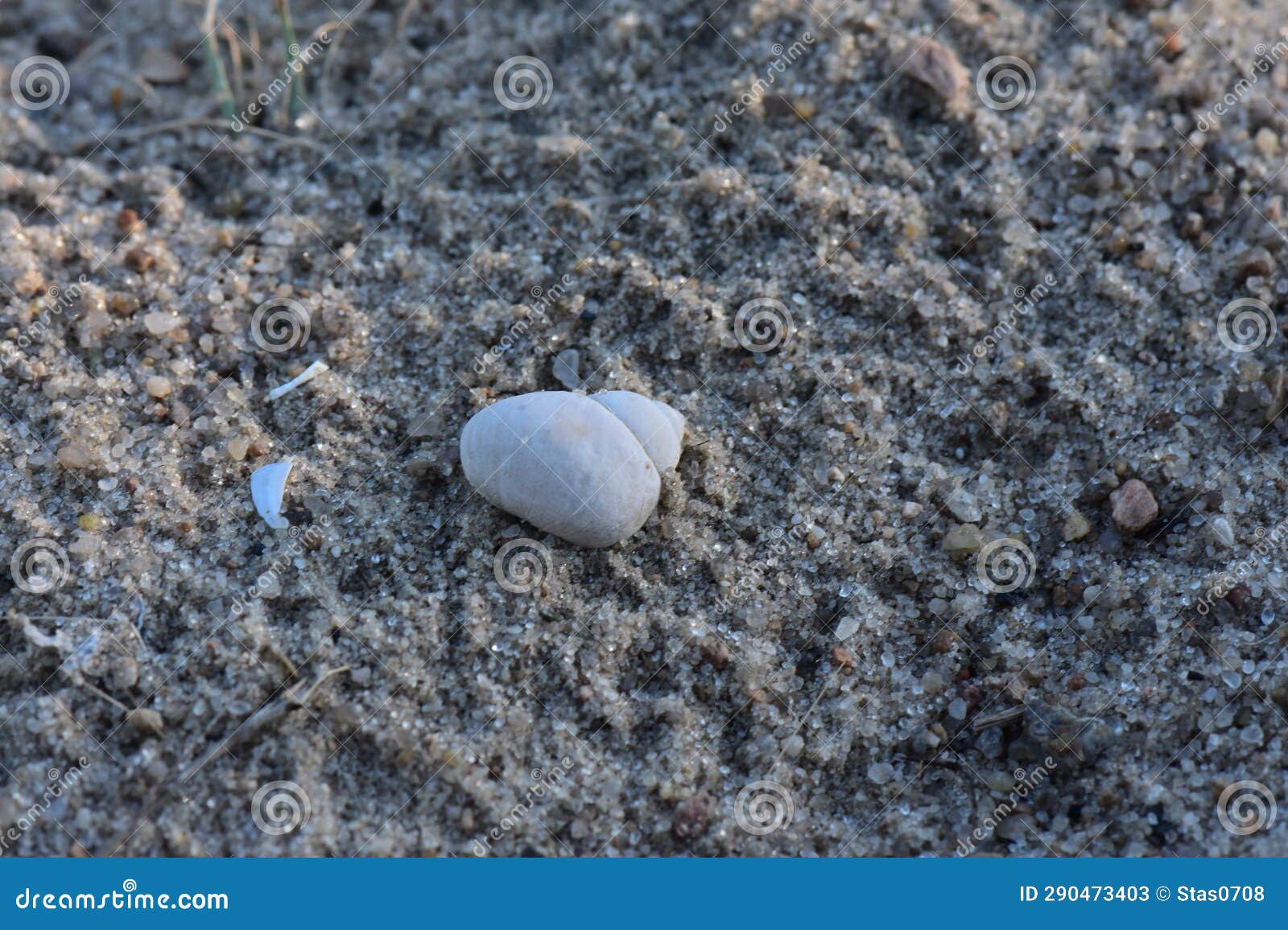 River shell on sandy beach stock image. Image of rock - 290473403