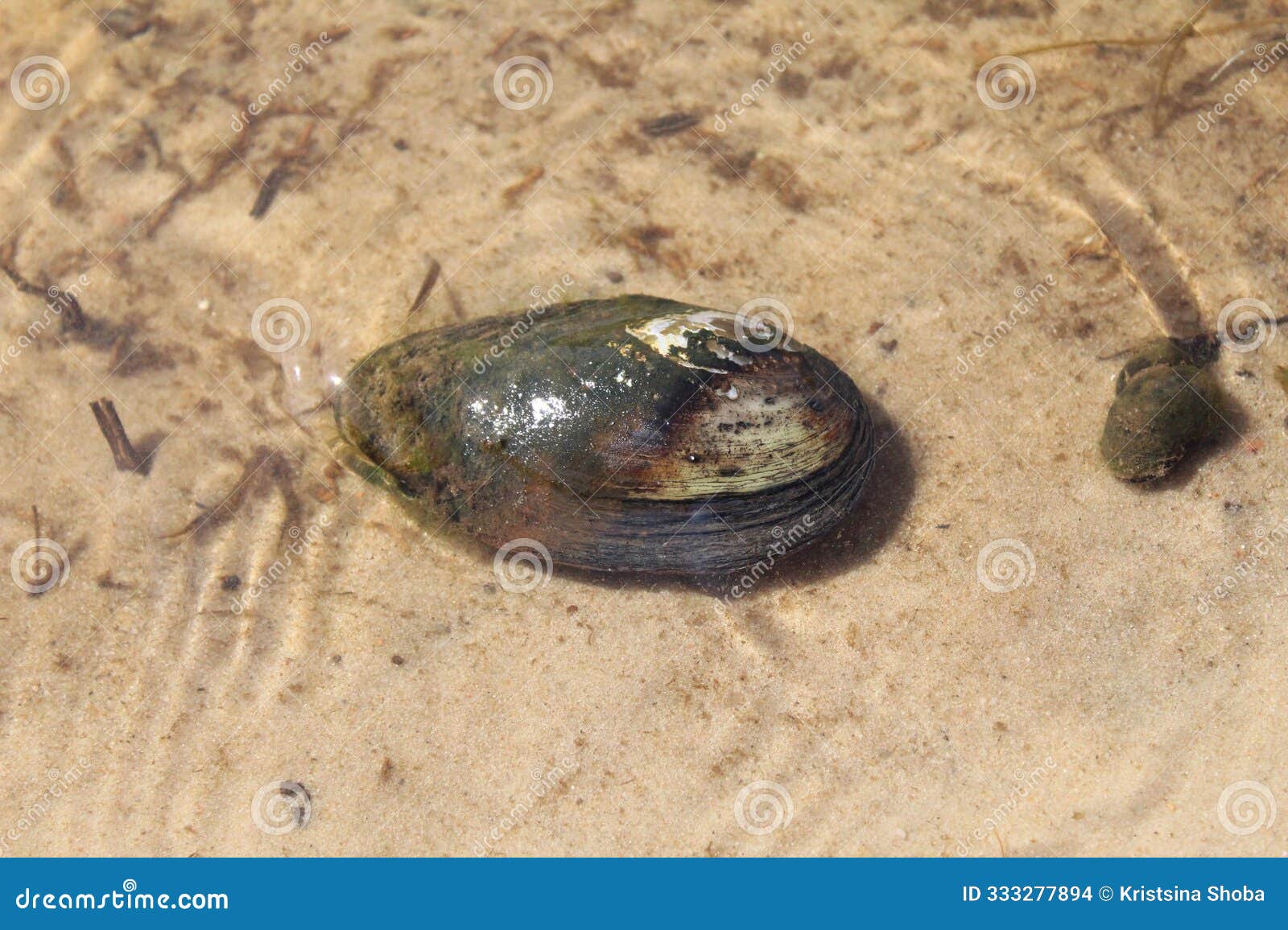River Shell Shell in Water Close-up Stock Photo - Image of conch, beach ...