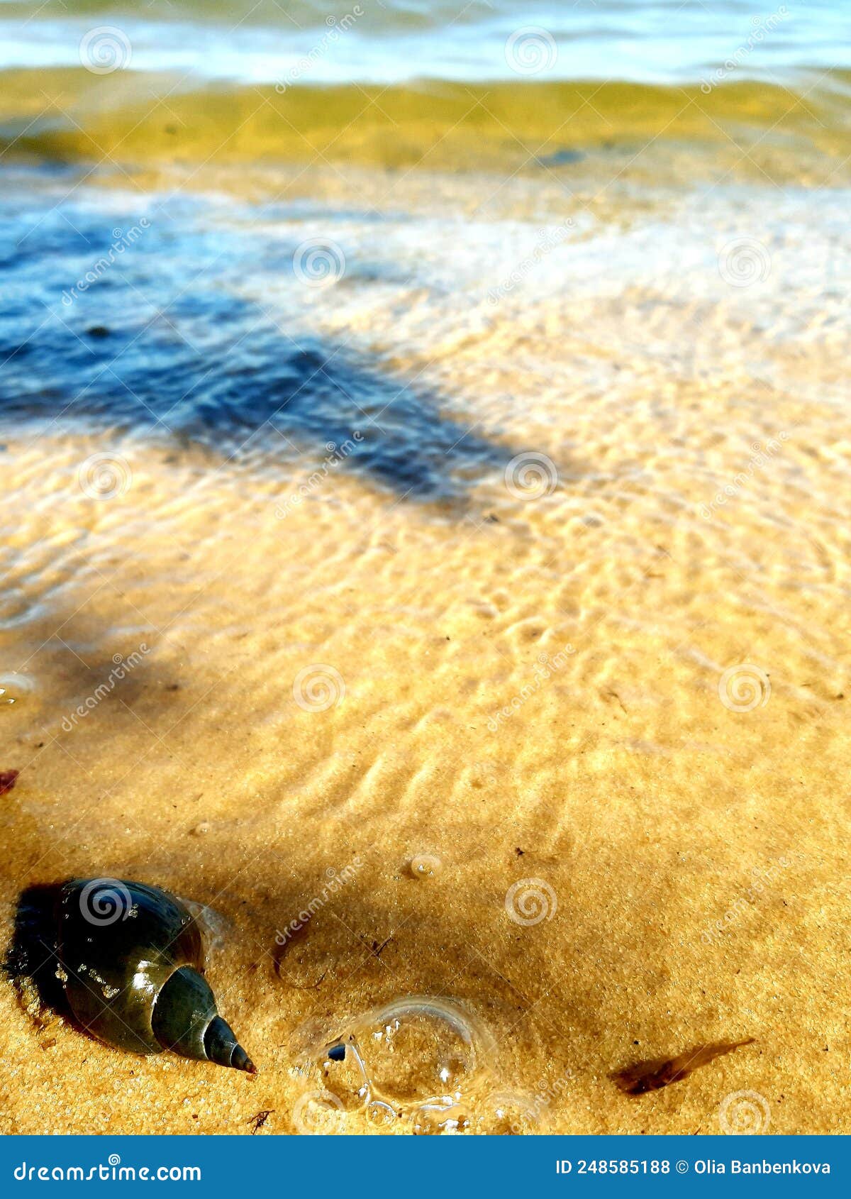 River Shell In The Sand. Sandy Background. Royalty-Free Stock Image ...