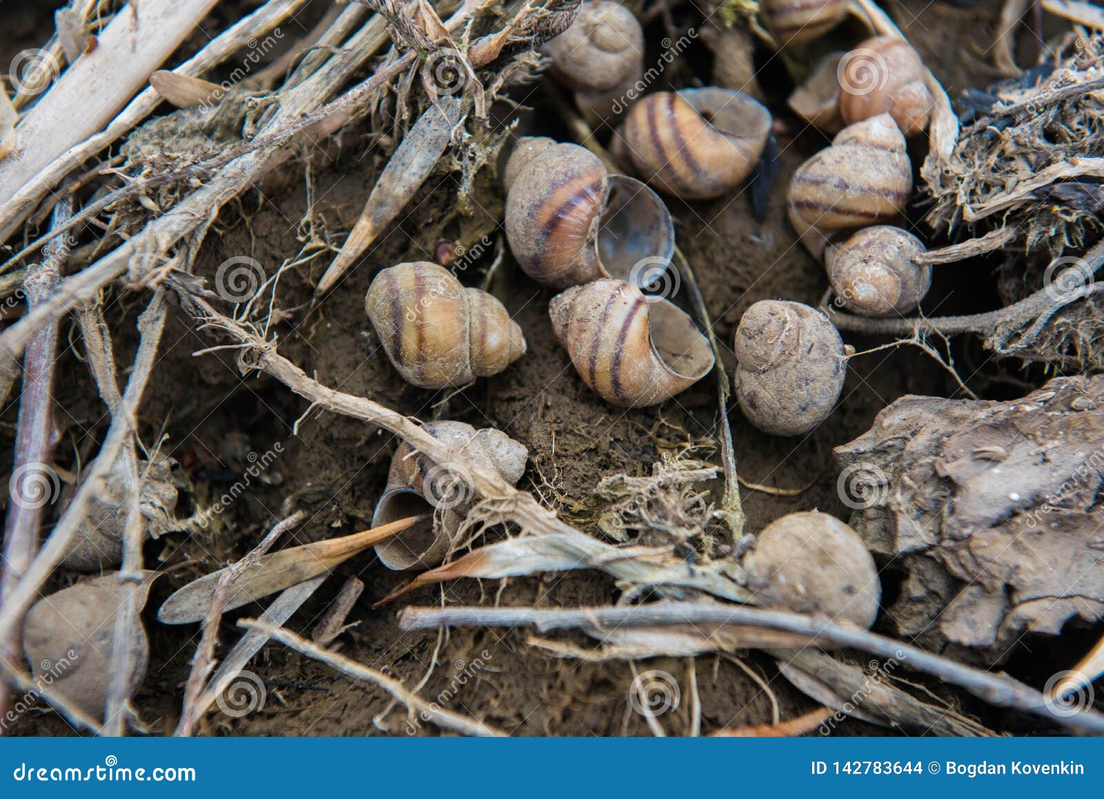River Shells on the River Bank on Photo Stock Photo - Image of closeup ...