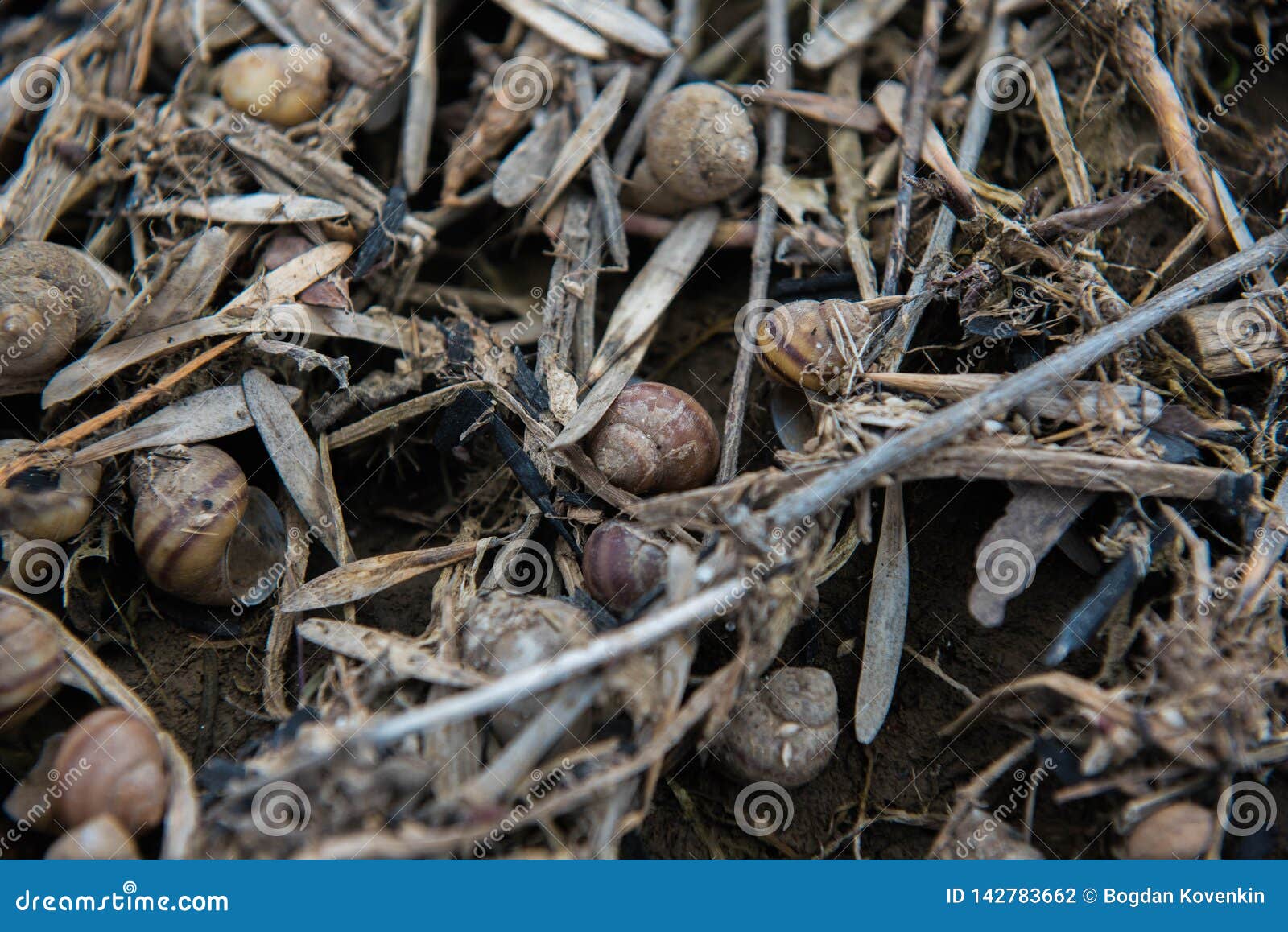 River Shells on the River Bank on Photo Stock Photo - Image of nature ...