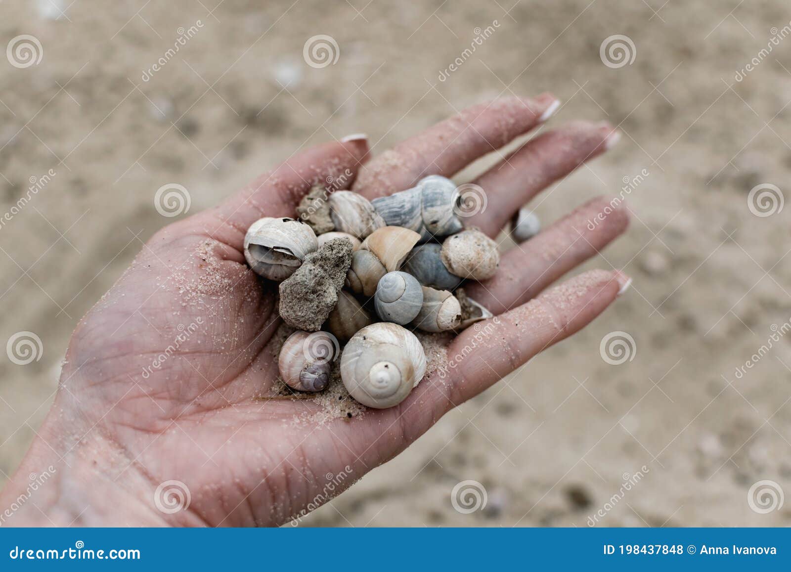 River Shells and Fine White River Sand Fall from a Woman`s Hand Stock ...