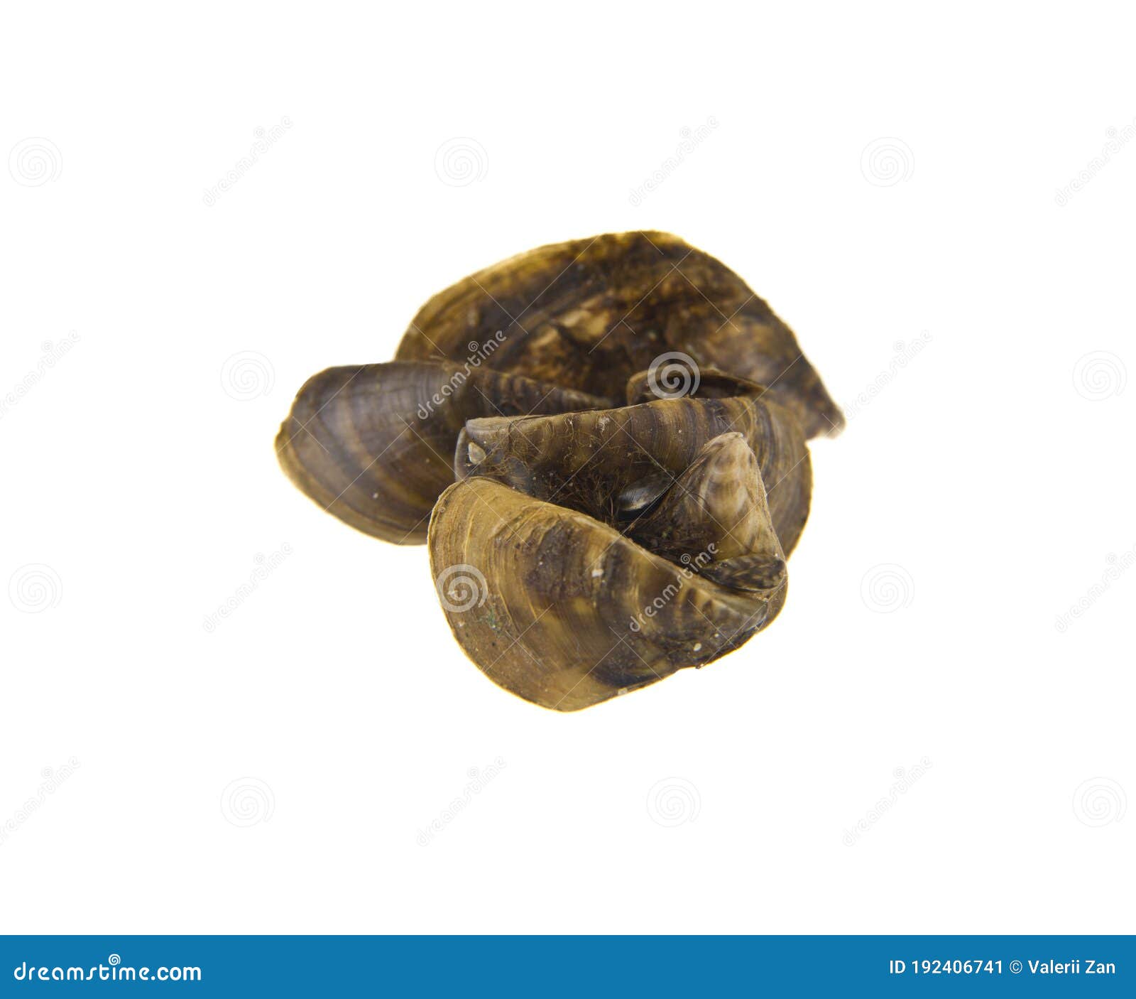 River Shells Isolated on White Background Stock Image - Image of water ...