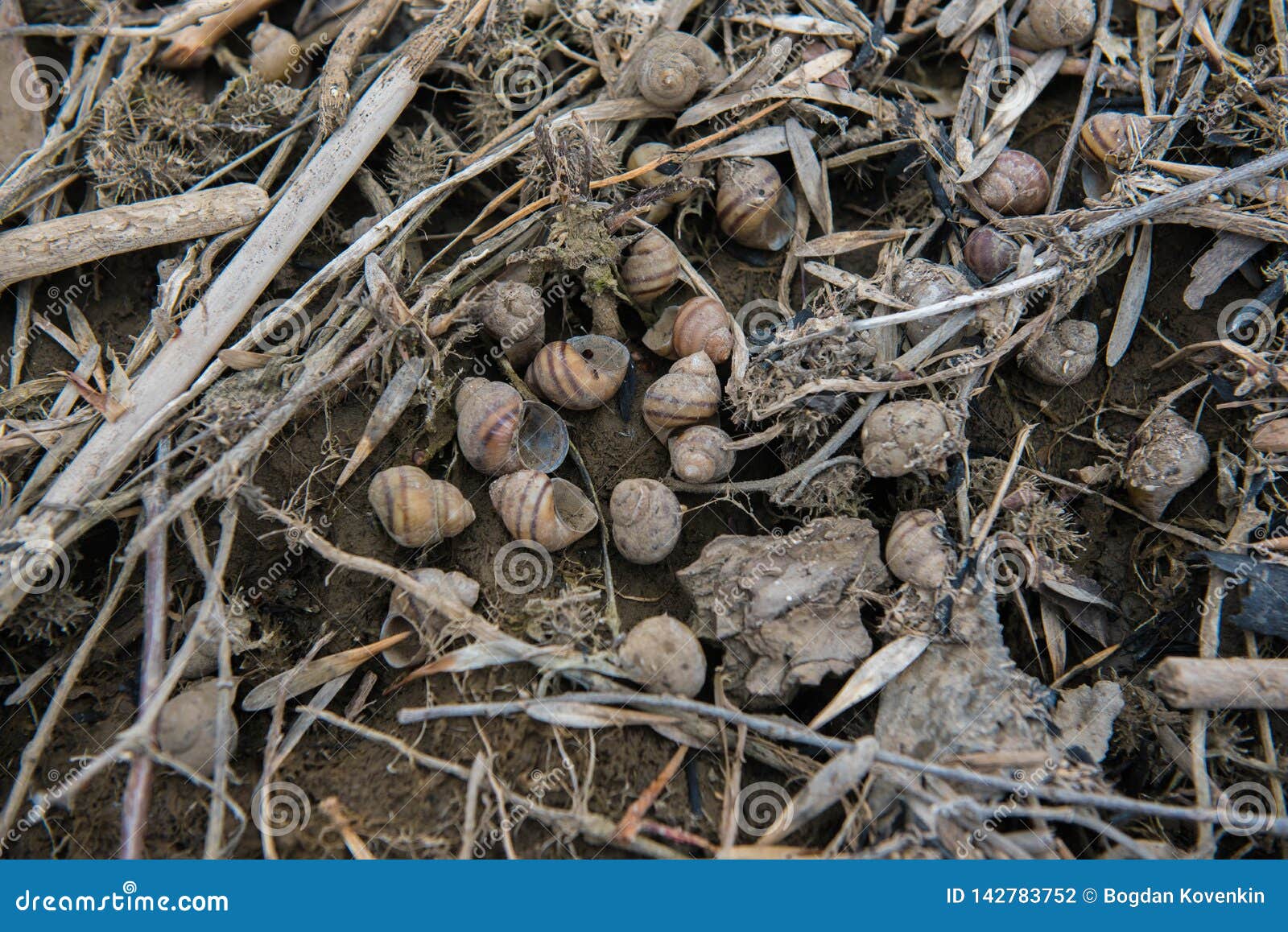River Shells on the River Bank on Photo Stock Photo - Image of ...