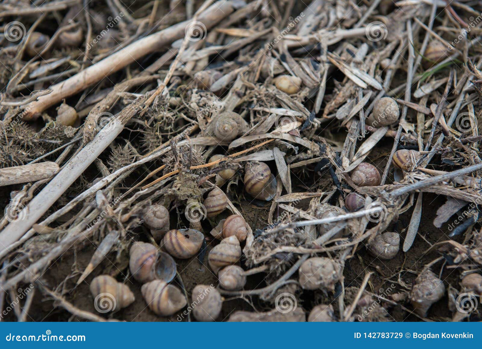 River Shells on the River Bank on Photo Stock Image - Image of ...