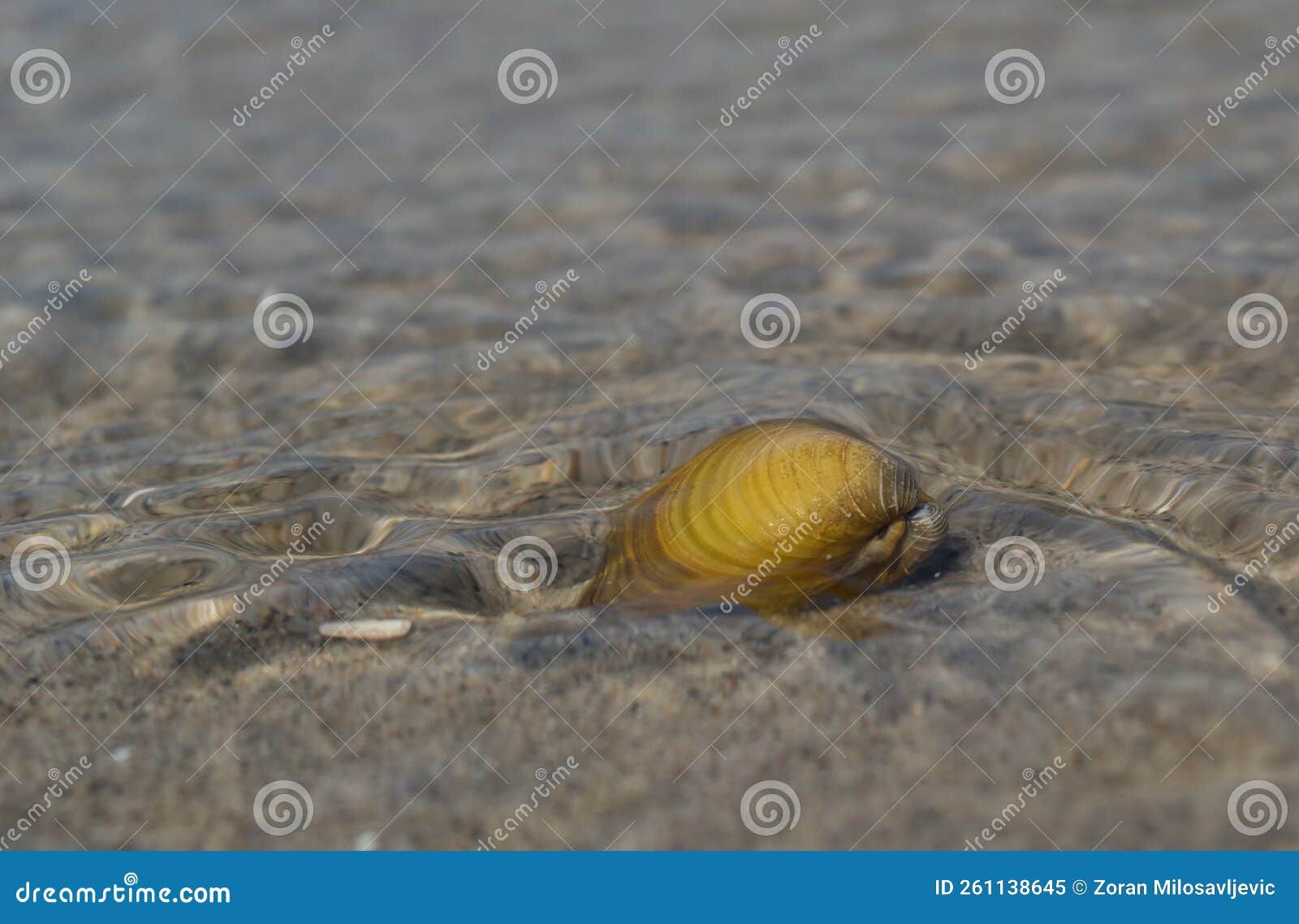 River shells on the sand stock image. Image of eaten - 261138645