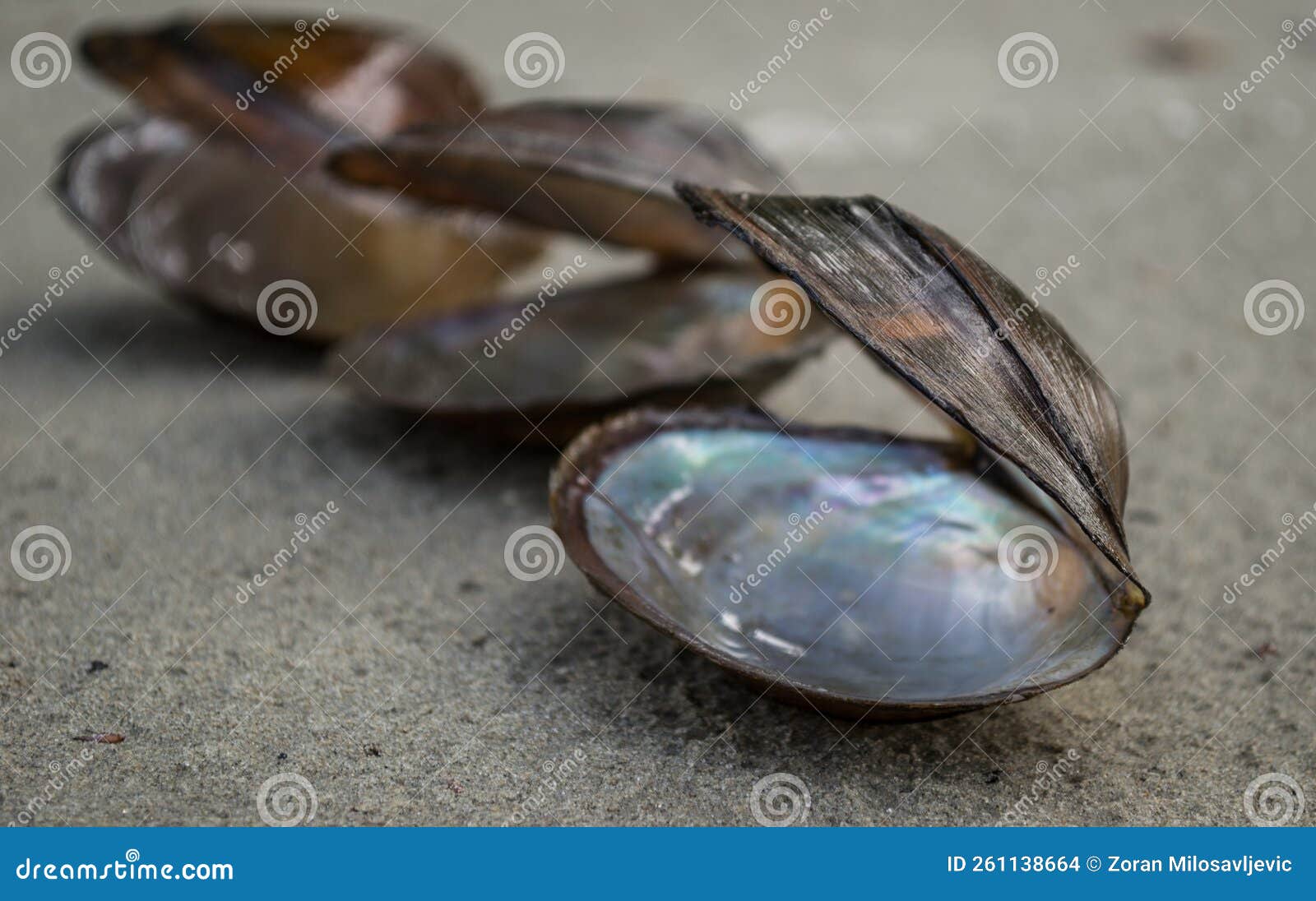 River shells on the sand stock photo. Image of light - 261138664