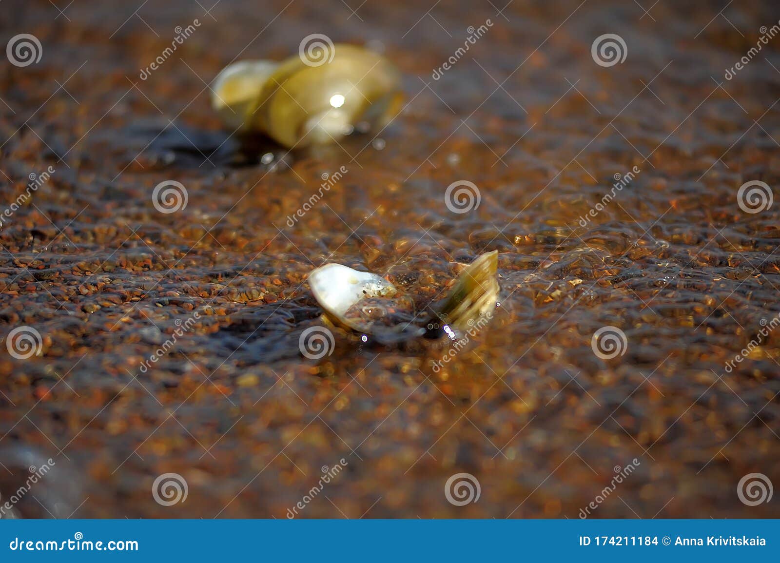 River shells on the sand stock photo. Image of abstract - 174211184