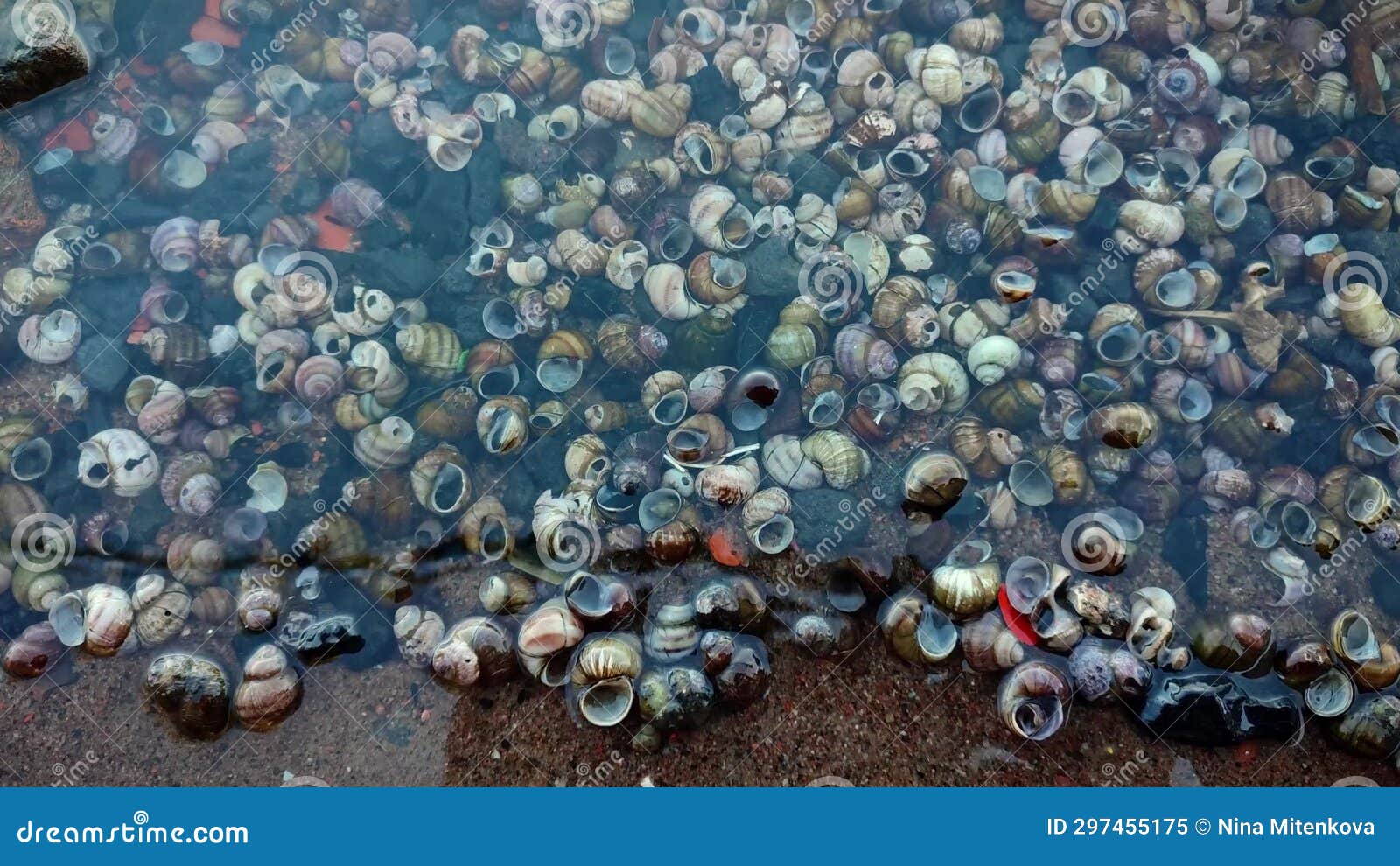 River Shells on a Sandy Bottom. Stock Video - Video of outdoor, nature ...