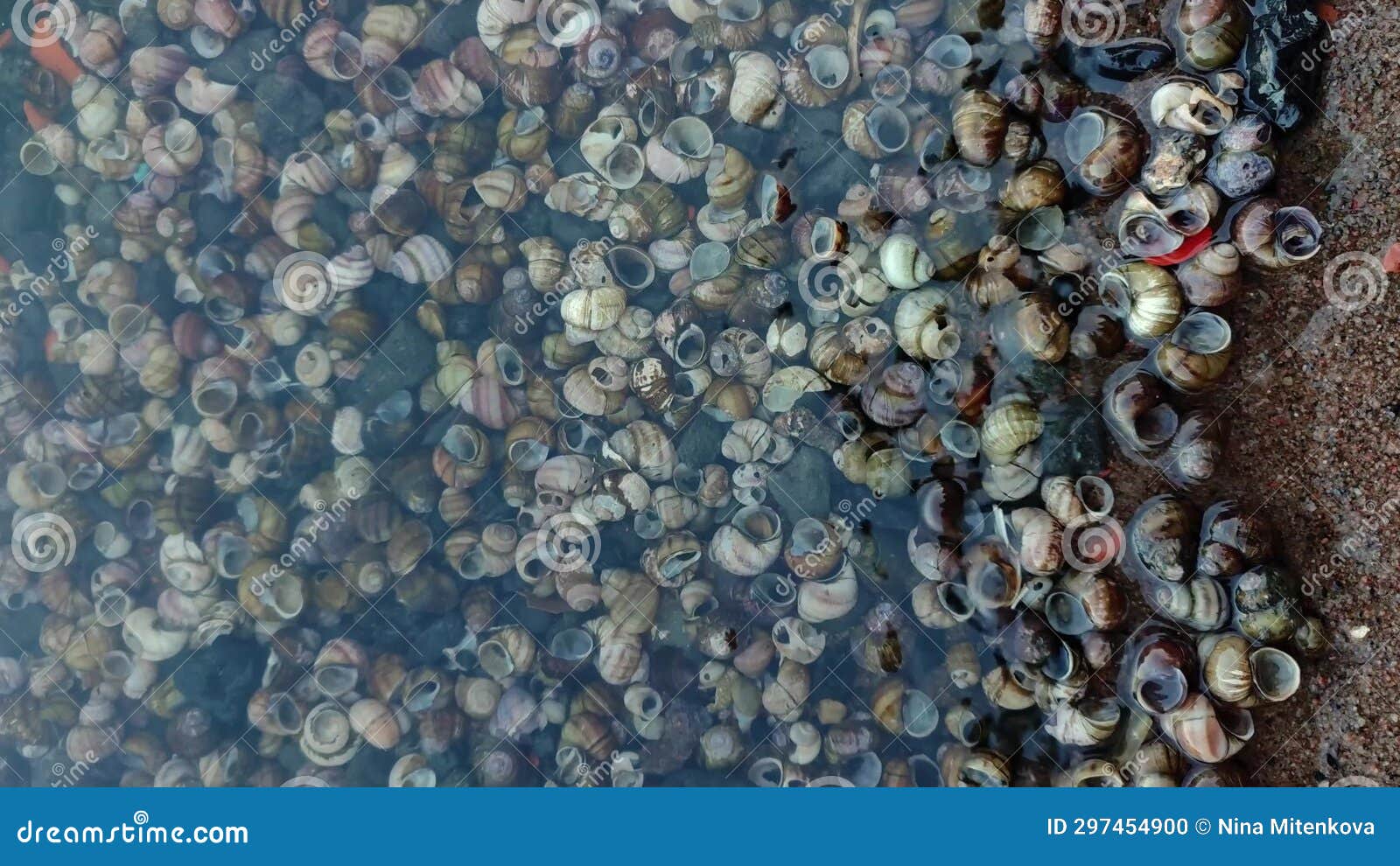 River Shells on a Sandy Bottom. Stock Footage - Video of sandy, organic ...