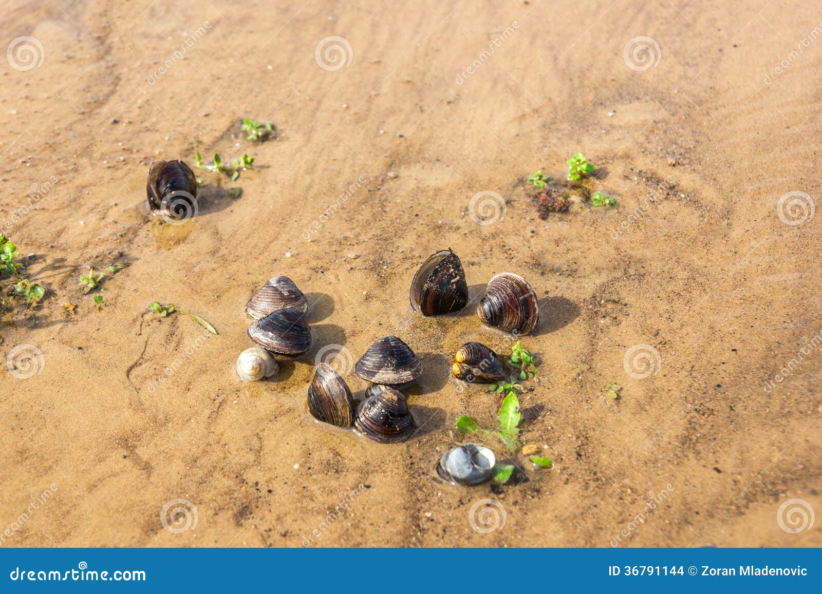 River shells on the shore stock photo. Image of coast - 36791144